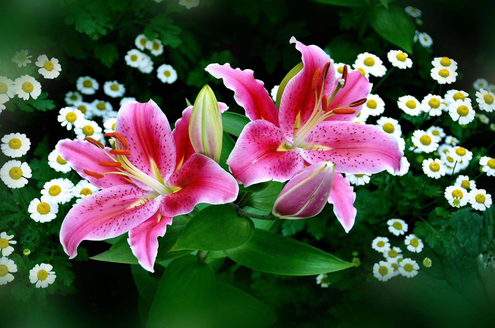 Stargazer Lily Wallpapers - Top Free Stargazer Lily Backgrounds ...