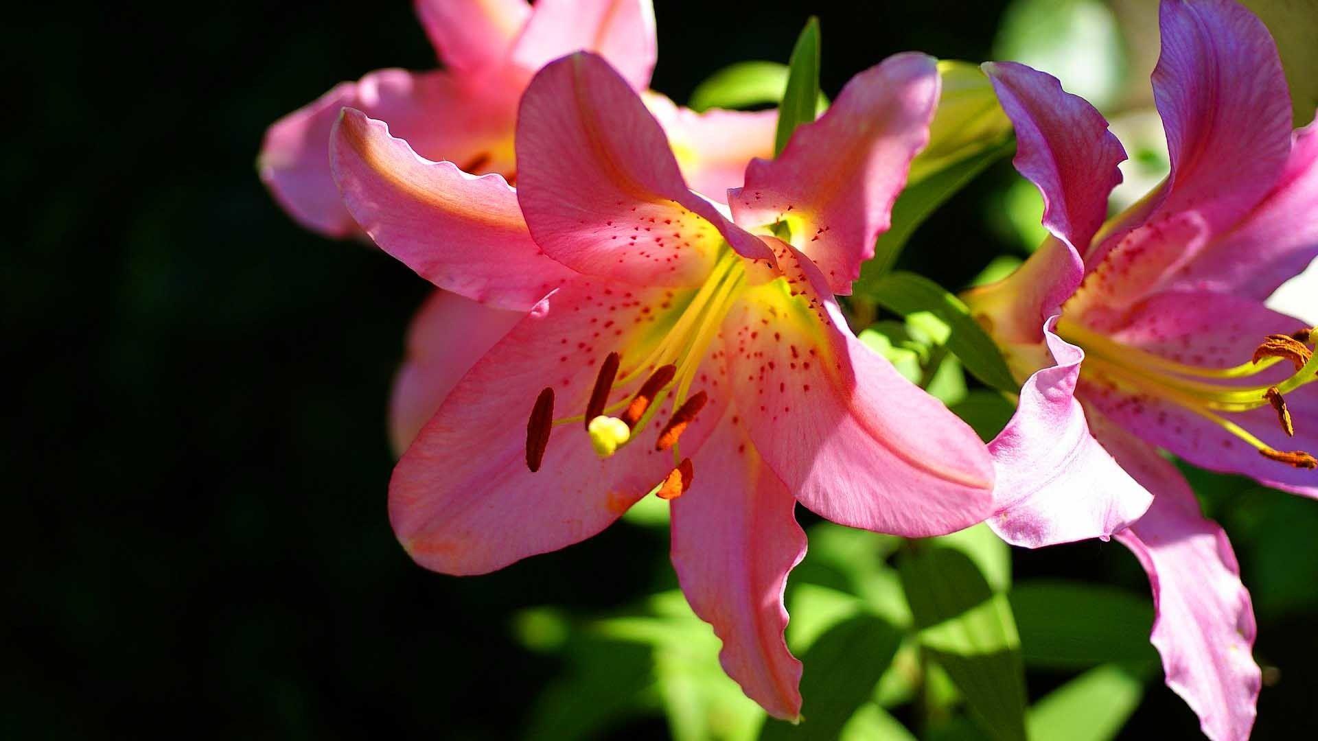 Stargazer Lily Wallpapers - Top Free Stargazer Lily Backgrounds ...
