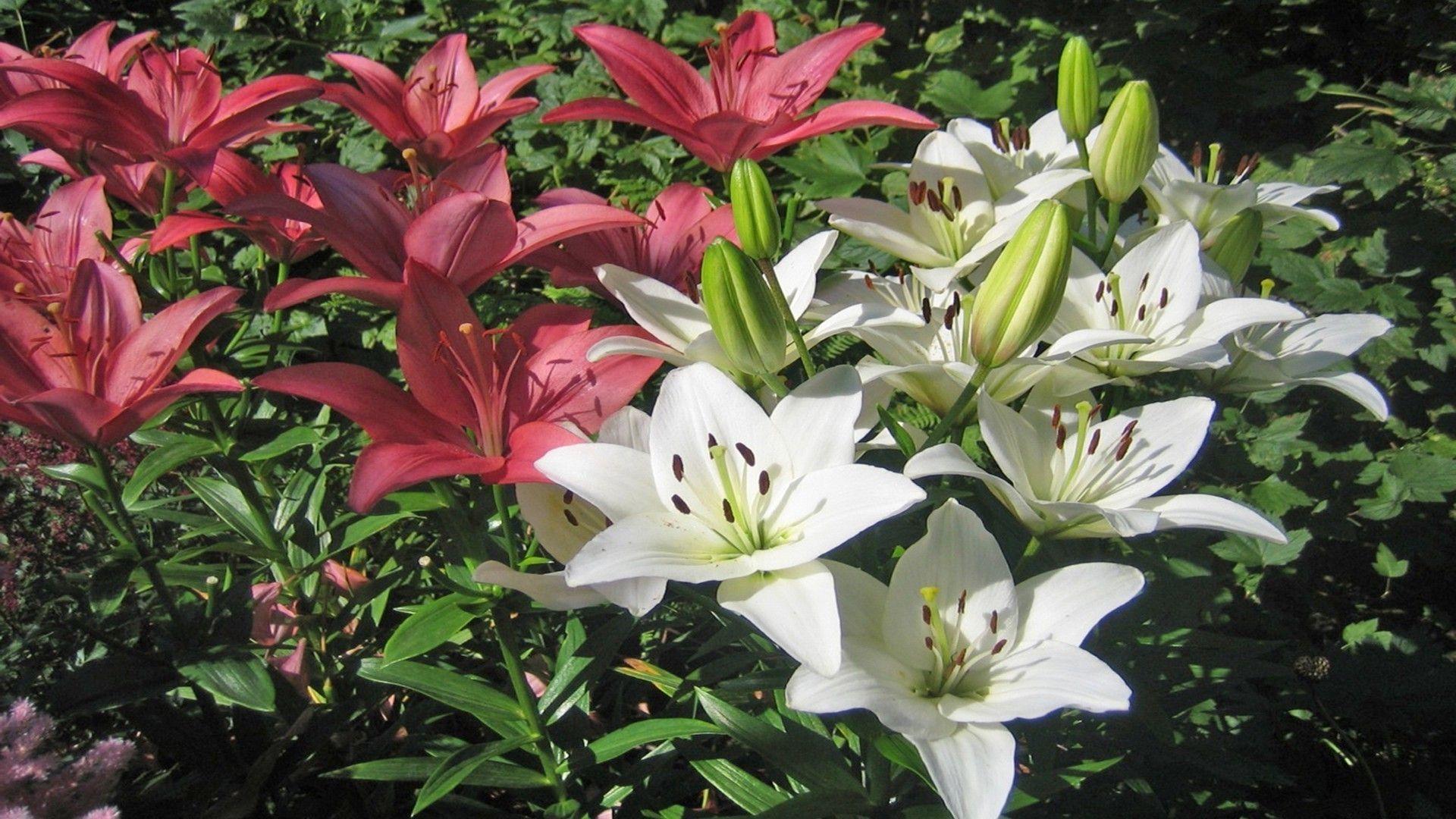 Stargazer Lily Wallpapers - Top Free Stargazer Lily Backgrounds ...