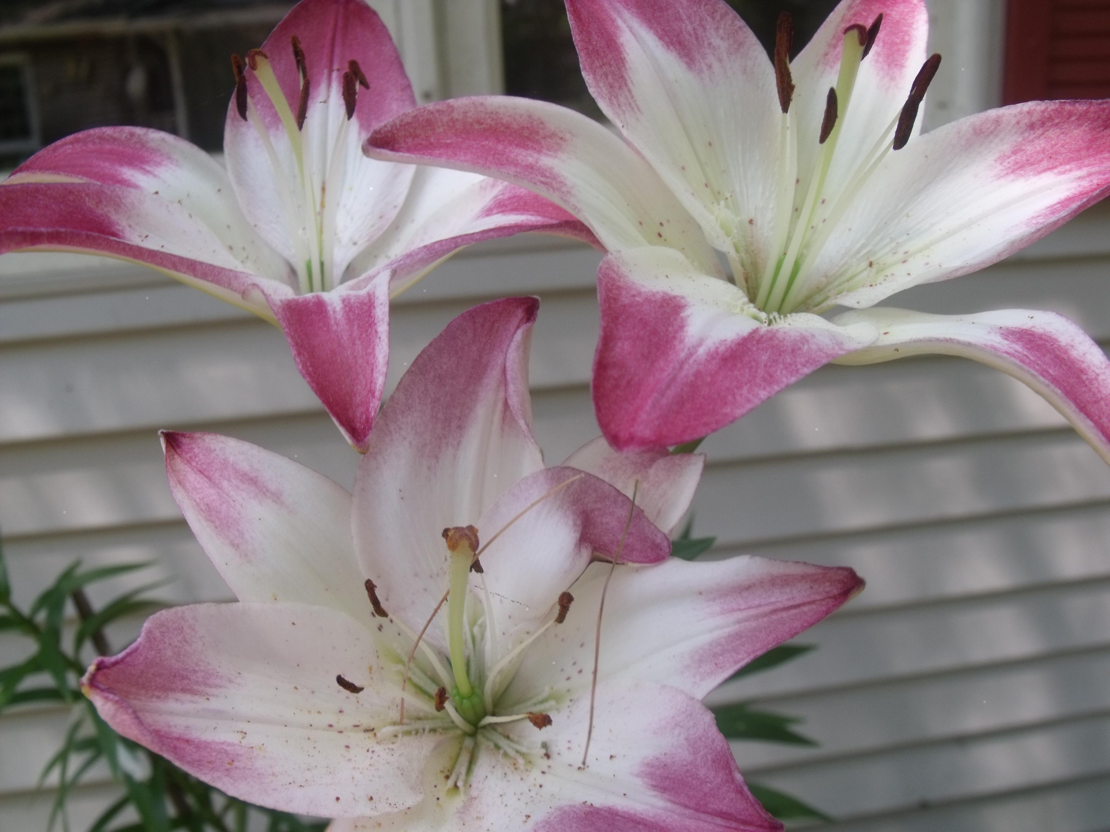 Stargazer Lily Wallpapers - Top Free Stargazer Lily Backgrounds ...