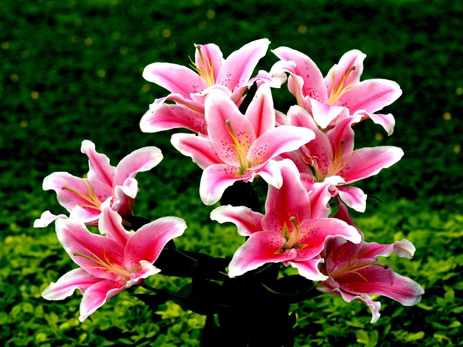 Stargazer Lily Wallpapers - Top Free Stargazer Lily Backgrounds ...