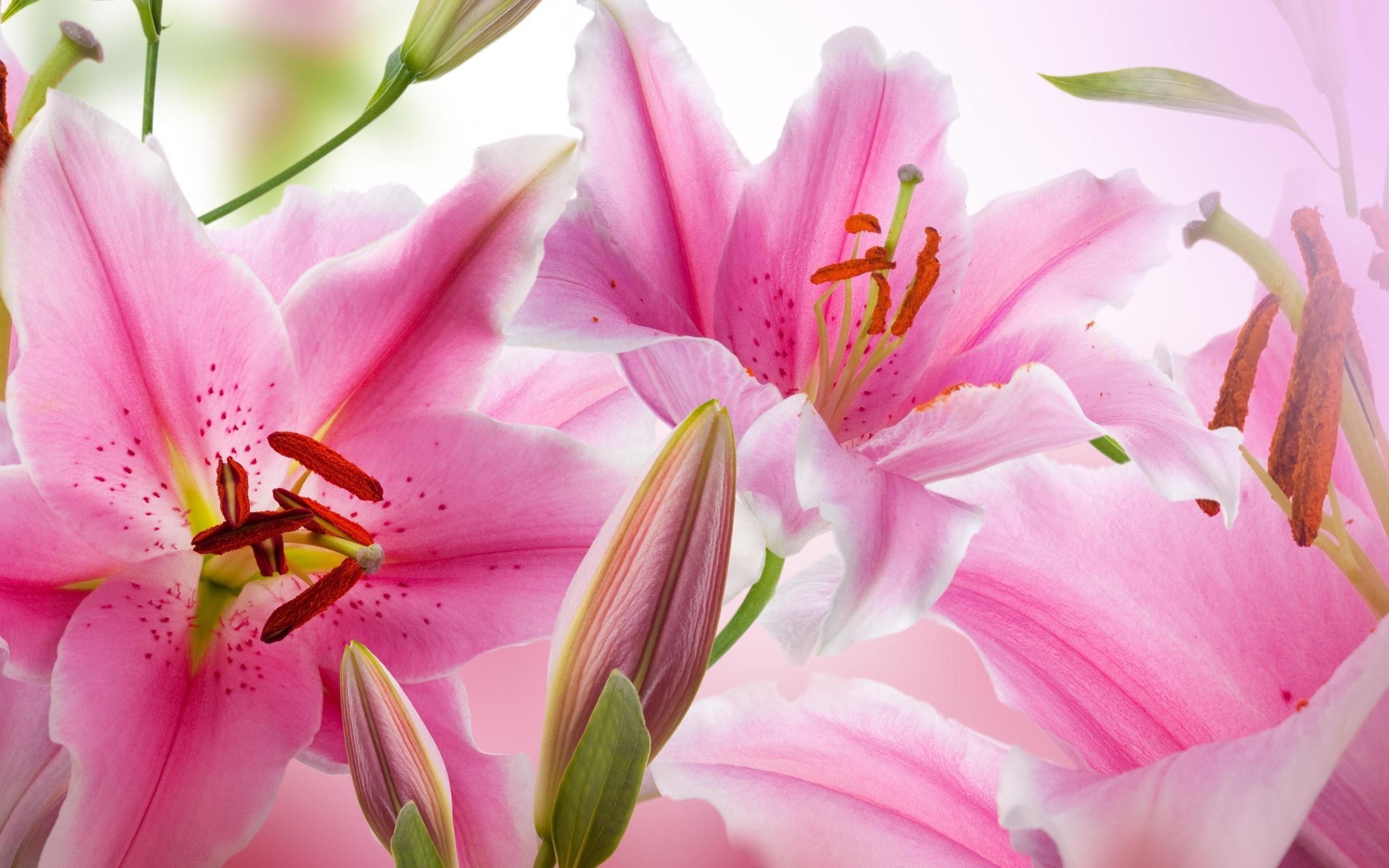Stargazer Lily Wallpapers - Top Free Stargazer Lily Backgrounds ...