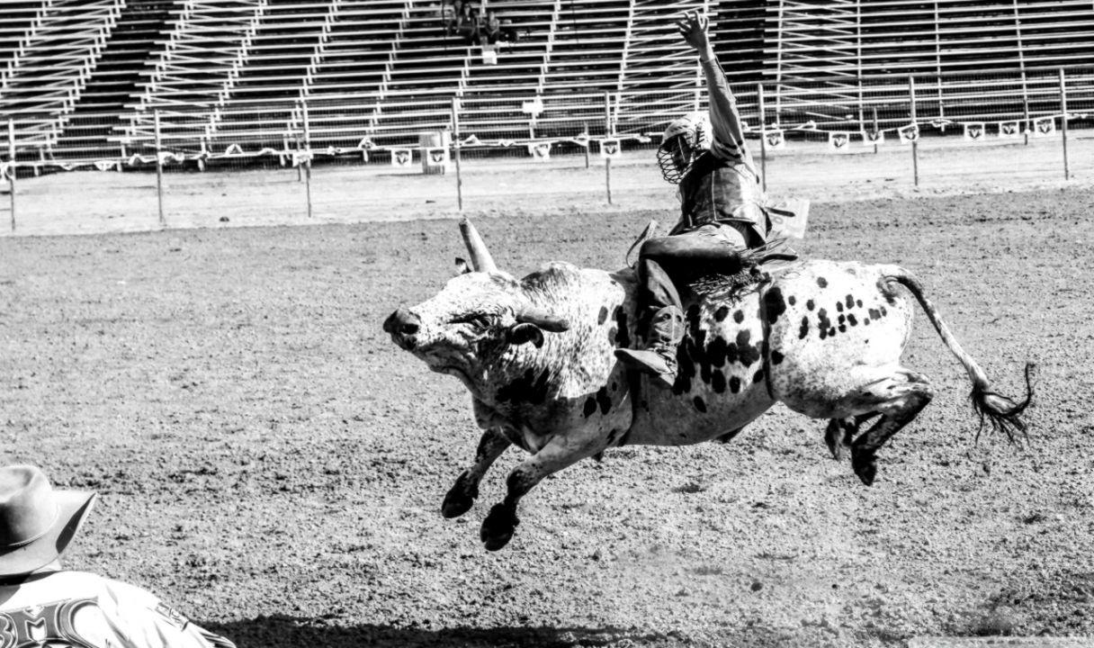 Bull Riding Wallpapers - Top Free Bull Riding Backgrounds - WallpaperAccess