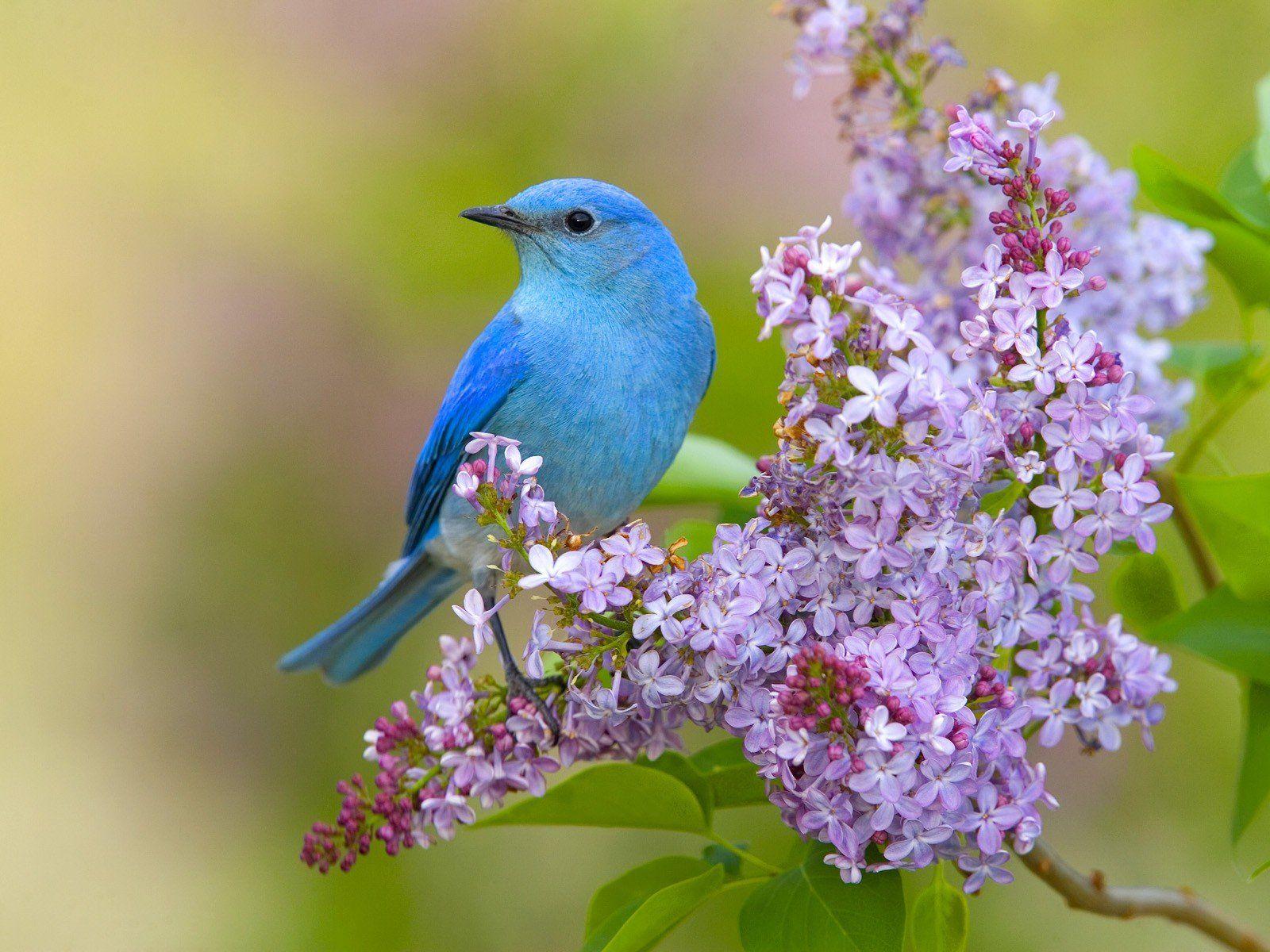Bluebird Wallpapers - Top Free Bluebird Backgrounds - WallpaperAccess