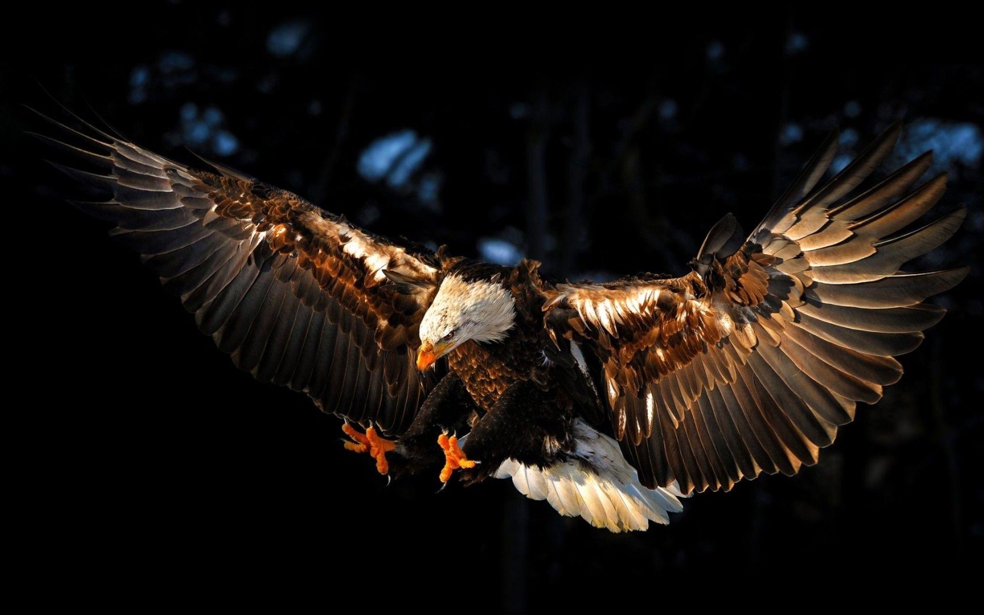 Dark Eagle Wallpapers - Top Free Dark Eagle Backgrounds - WallpaperAccess