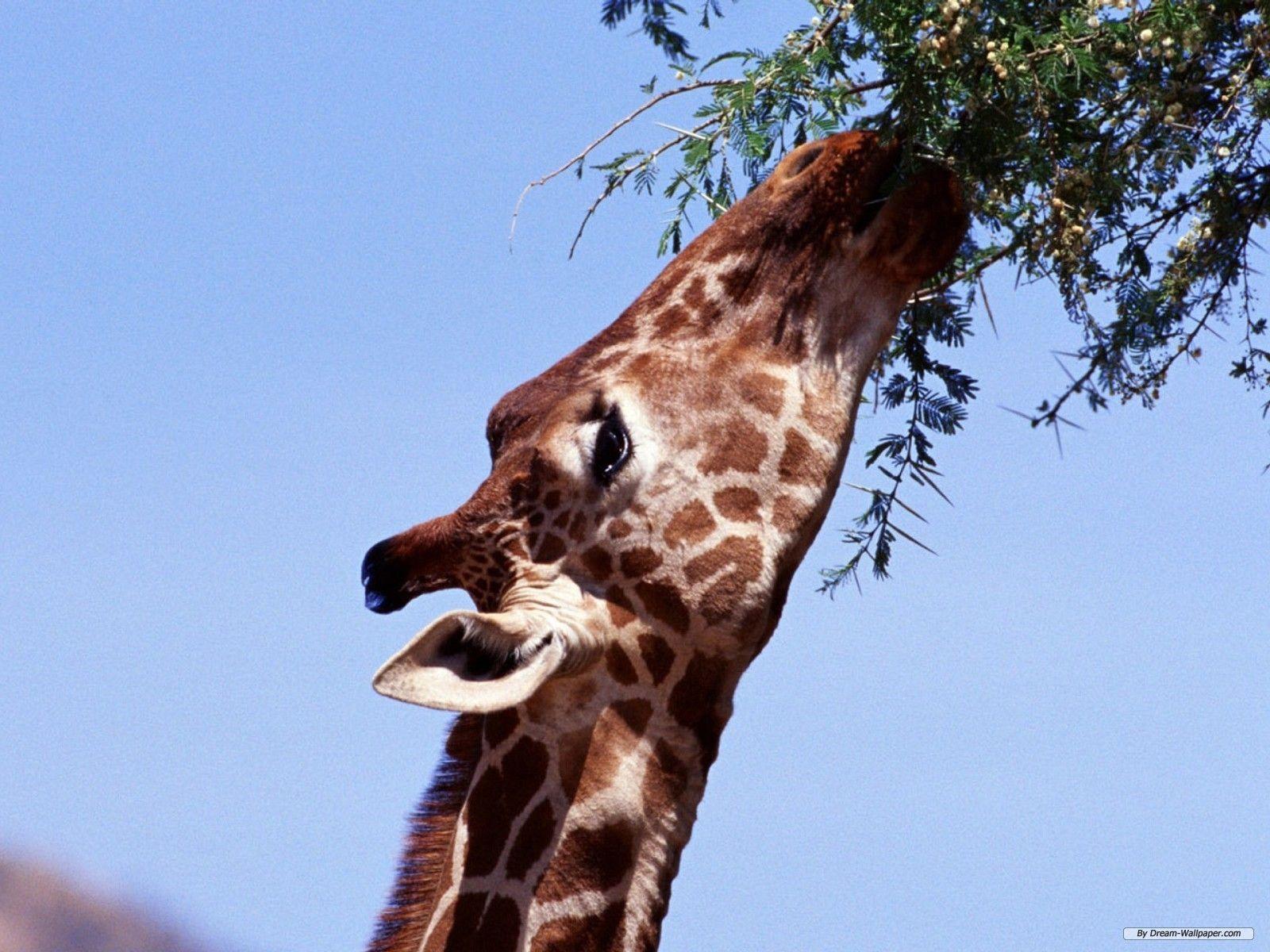 Cool Giraffe Wallpapers - Top Free Cool Giraffe Backgrounds ...