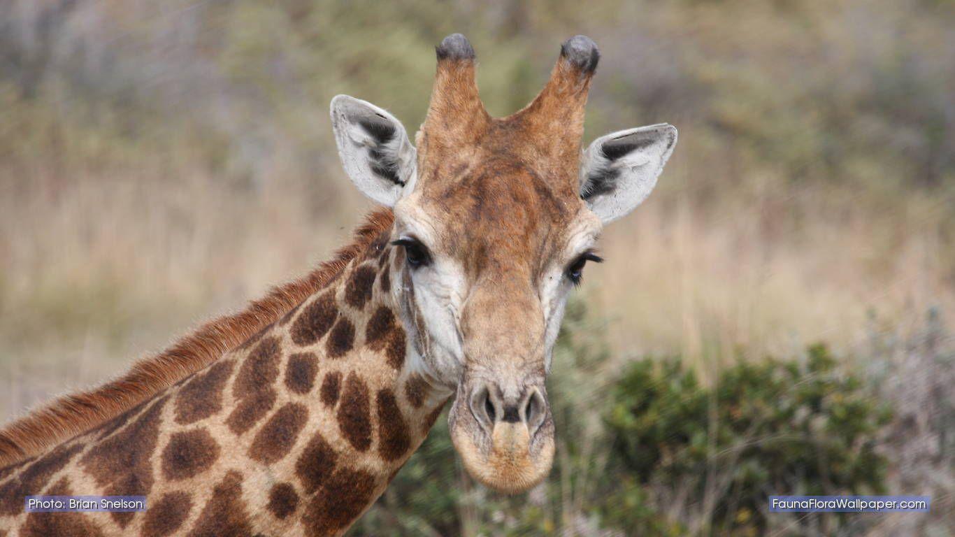 Cool Giraffe Wallpapers - Top Free Cool Giraffe Backgrounds ...