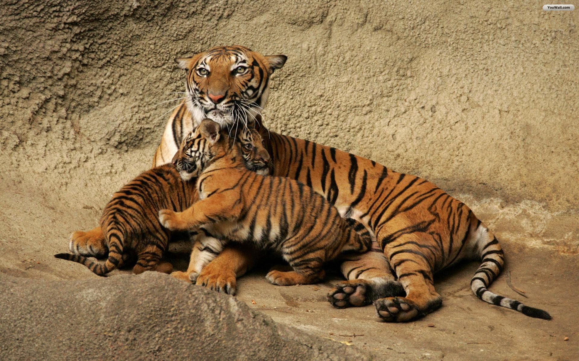 Tiger Family Wallpapers - Top Free Tiger Family Backgrounds ...