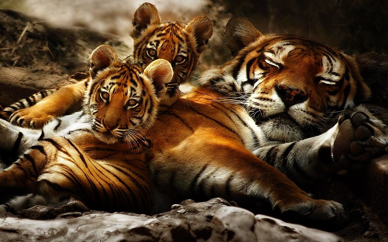 Tiger Family Wallpapers - Top Free Tiger Family Backgrounds ...
