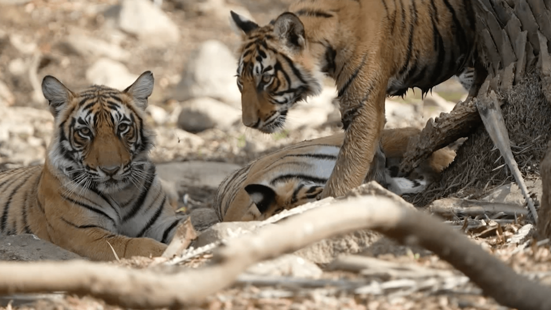 Tiger Family Wallpapers - Top Free Tiger Family Backgrounds ...