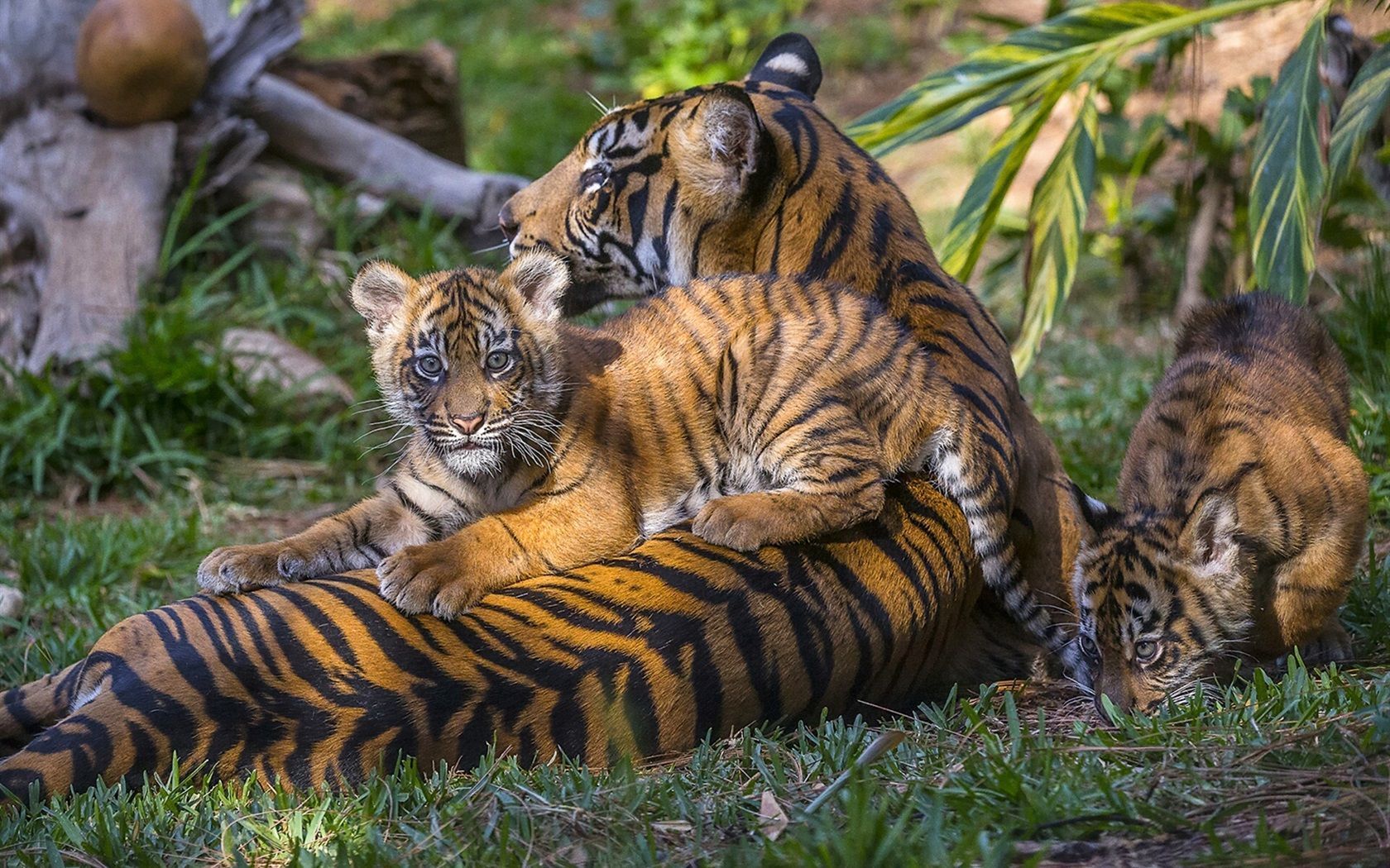 Tiger Family Wallpapers - Top Free Tiger Family Backgrounds ...