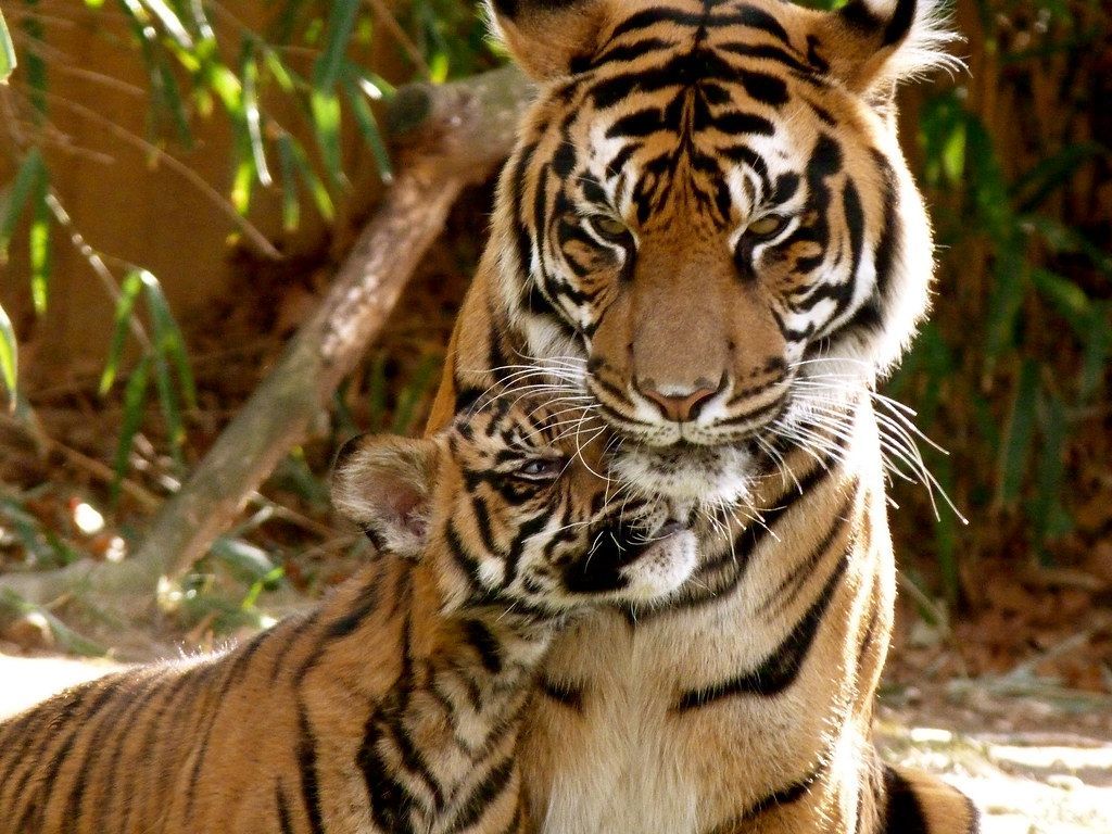 Tiger Family Wallpapers - Top Free Tiger Family Backgrounds ...