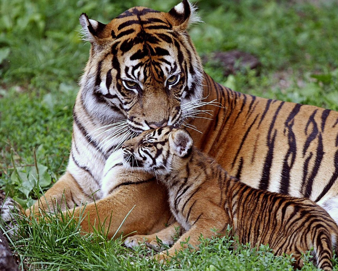 Tiger Family Wallpapers - Top Free Tiger Family Backgrounds ...