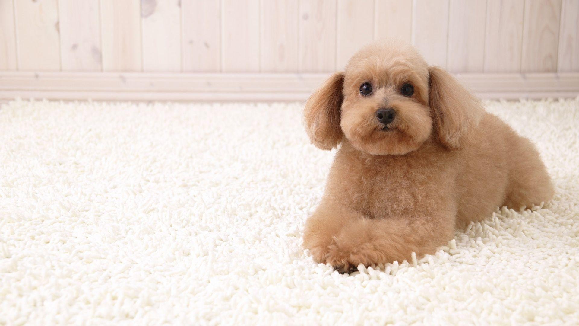 Cartoon Dog Desktop Wallpapers - Top Free Cartoon Dog Desktop ...
