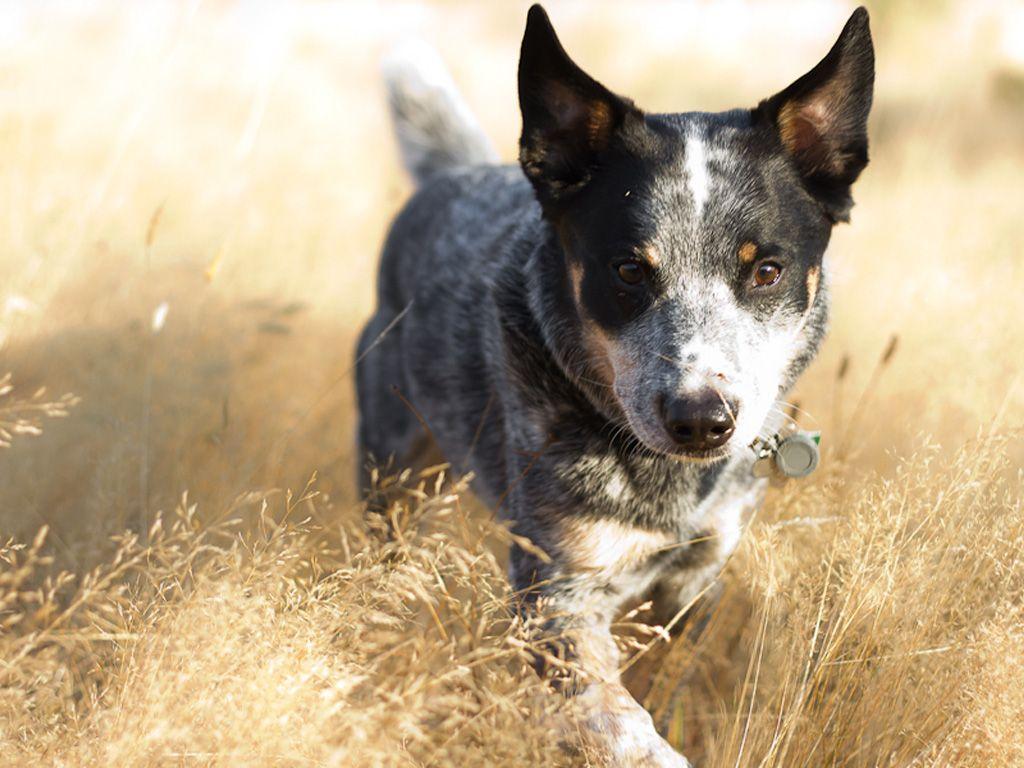 Cute Cattle Dog Wallpapers - Top Free Cute Cattle Dog Backgrounds ...