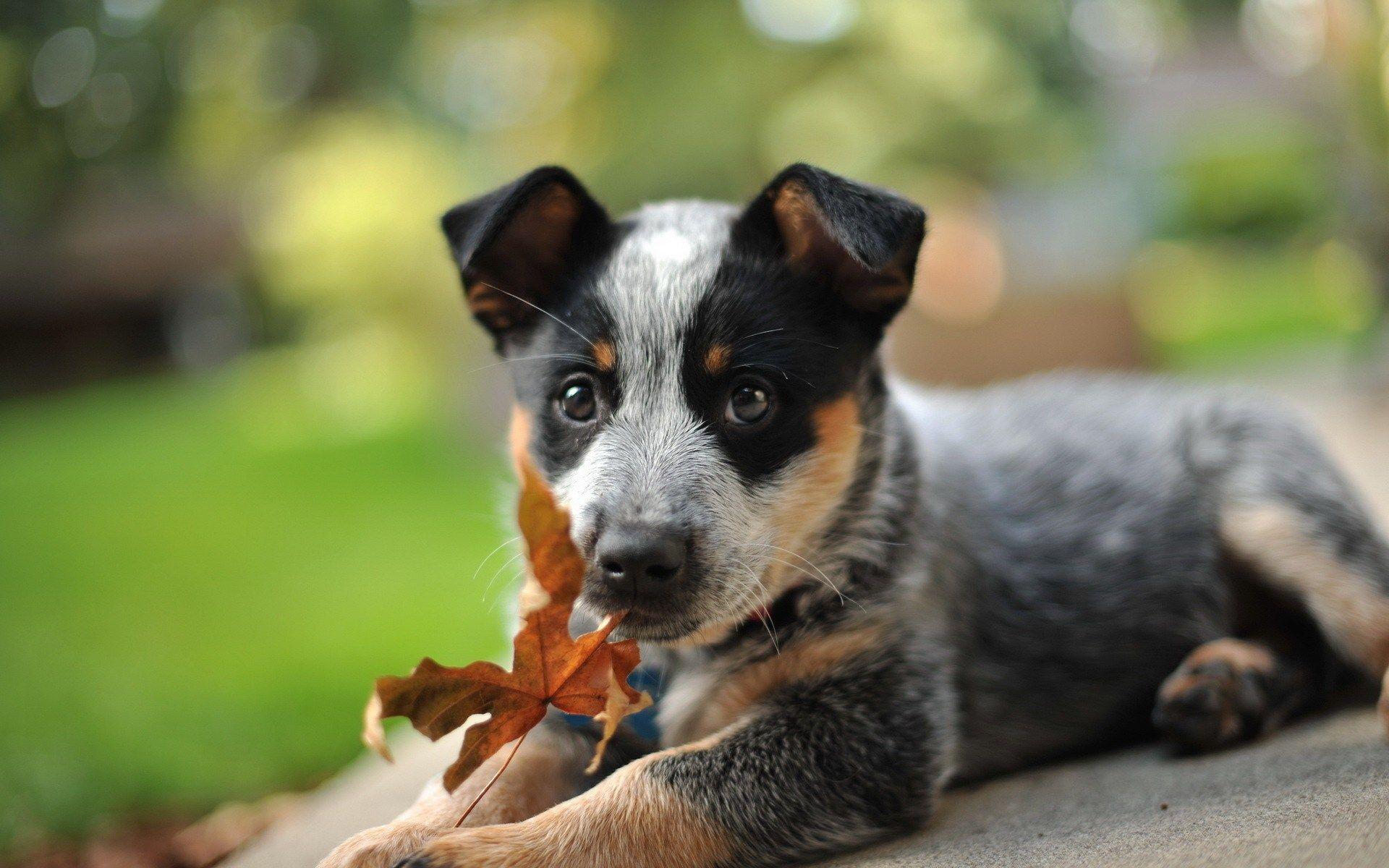 Cute Cattle Dog Wallpapers - Top Free Cute Cattle Dog Backgrounds ...