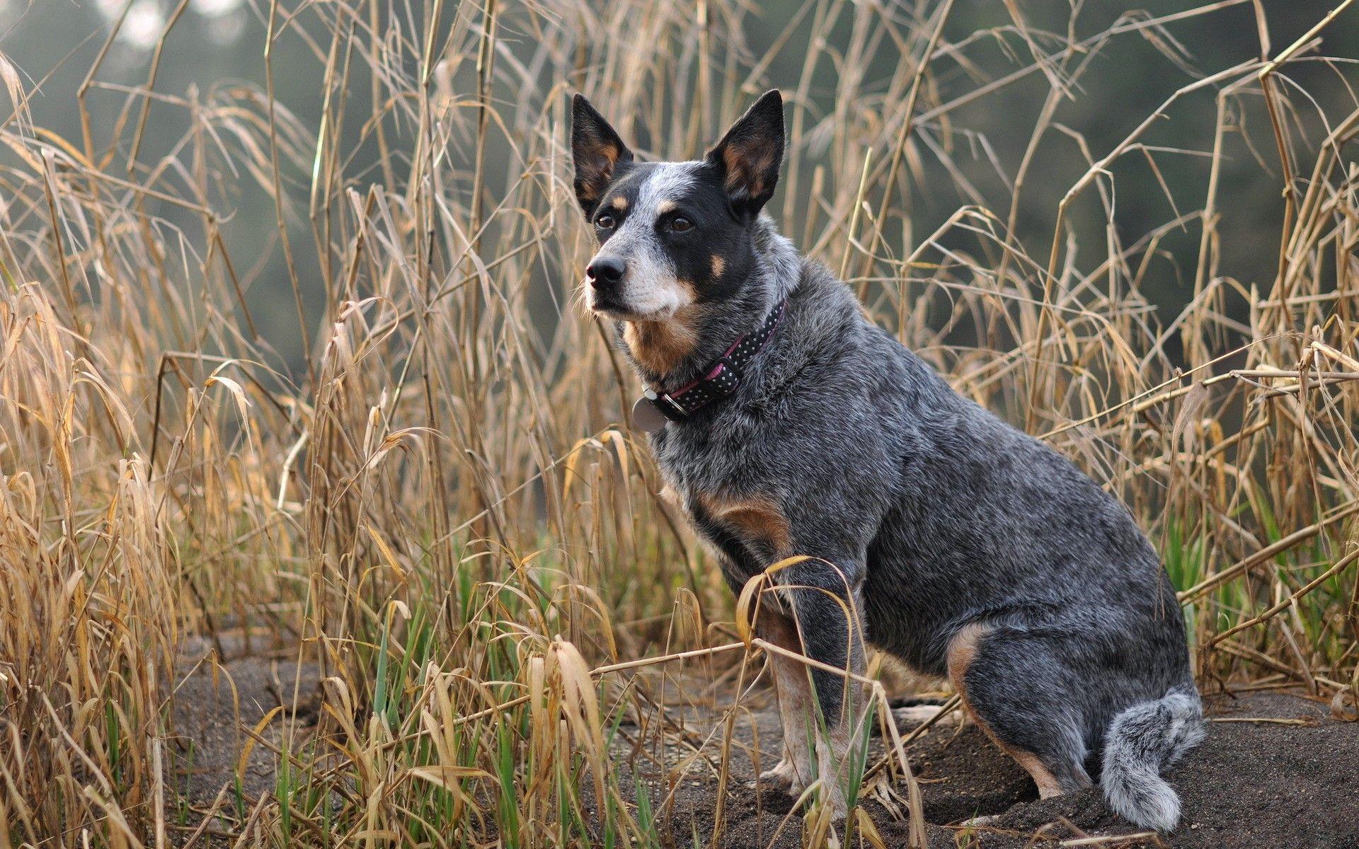 Cute Cattle Dog Wallpapers - Top Free Cute Cattle Dog Backgrounds ...