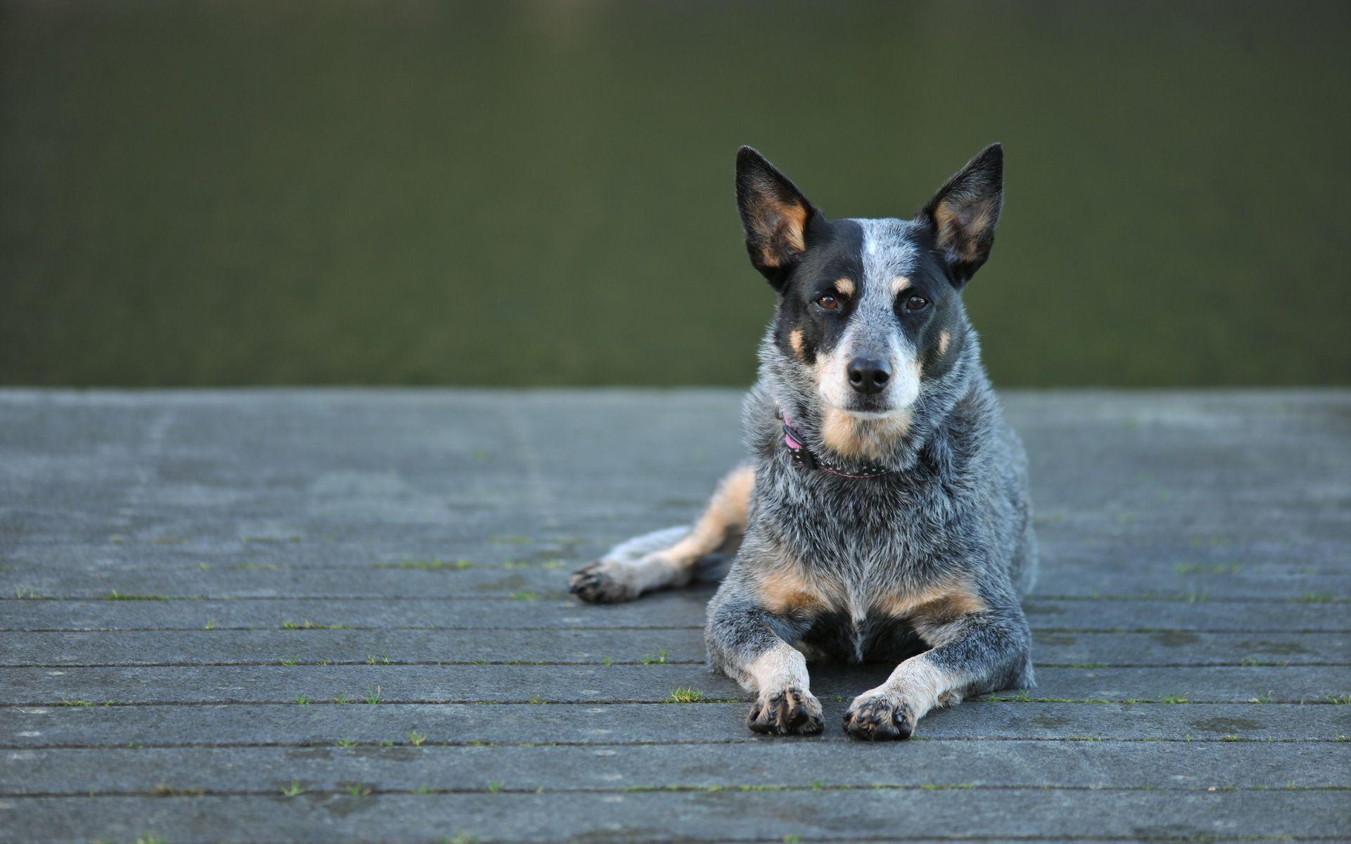 Cute Cattle Dog Wallpapers - Top Free Cute Cattle Dog Backgrounds ...