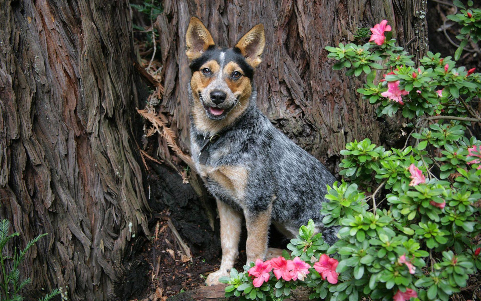 Cute Cattle Dog Wallpapers - Top Free Cute Cattle Dog Backgrounds ...