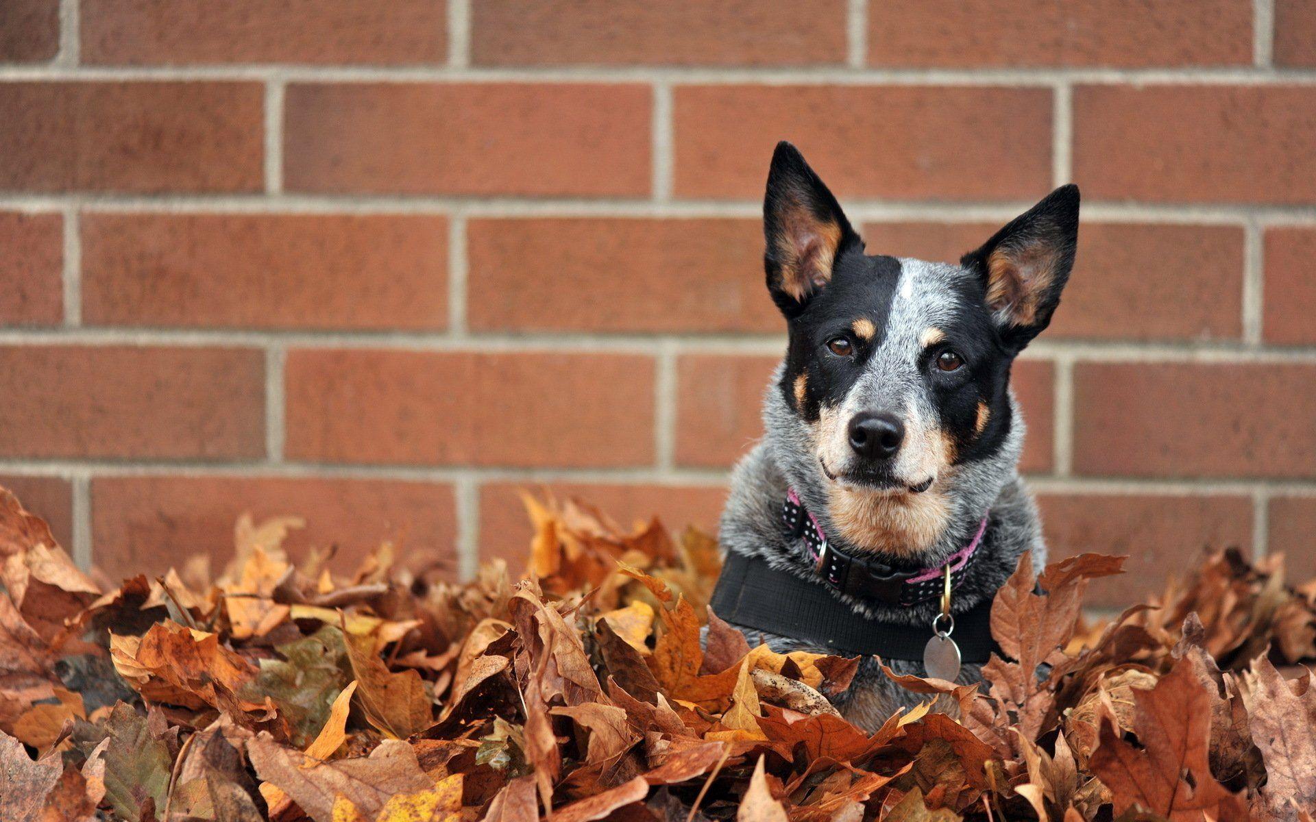 Cute Cattle Dog Wallpapers - Top Free Cute Cattle Dog Backgrounds ...