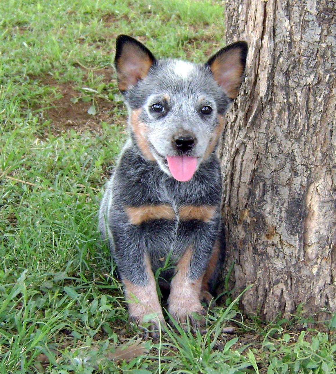 Cute Cattle Dog Wallpapers - Top Free Cute Cattle Dog Backgrounds ...