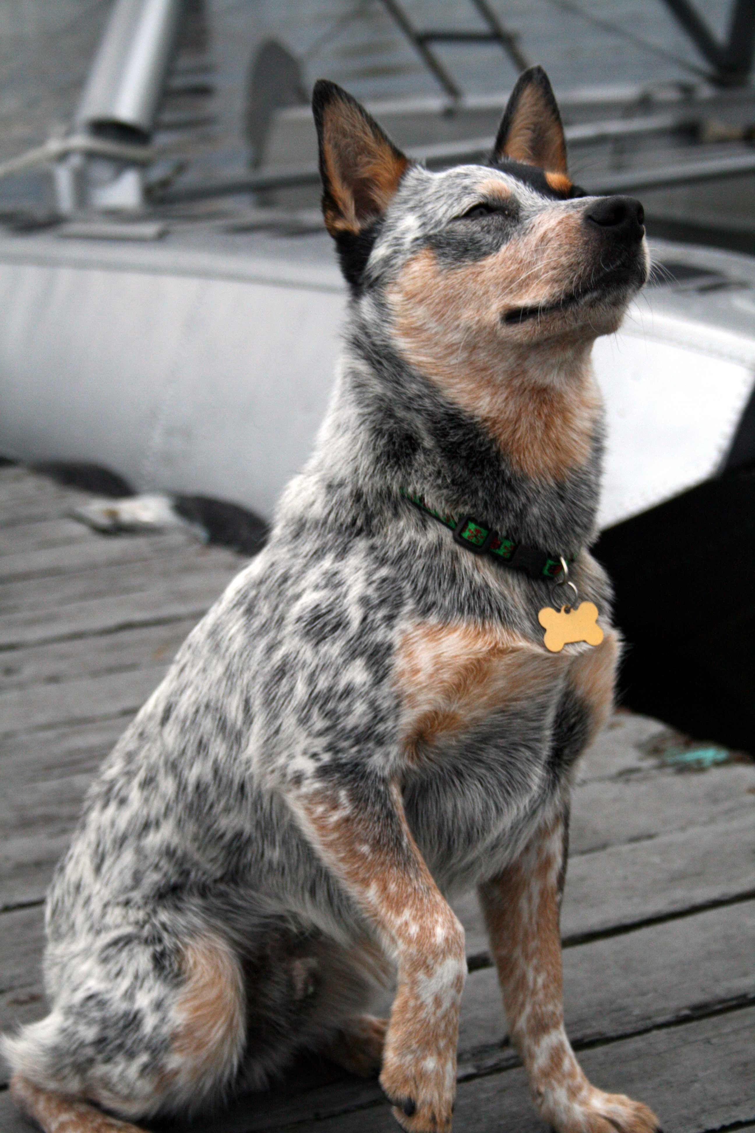 Cute Cattle Dog Wallpapers - Top Free Cute Cattle Dog Backgrounds ...
