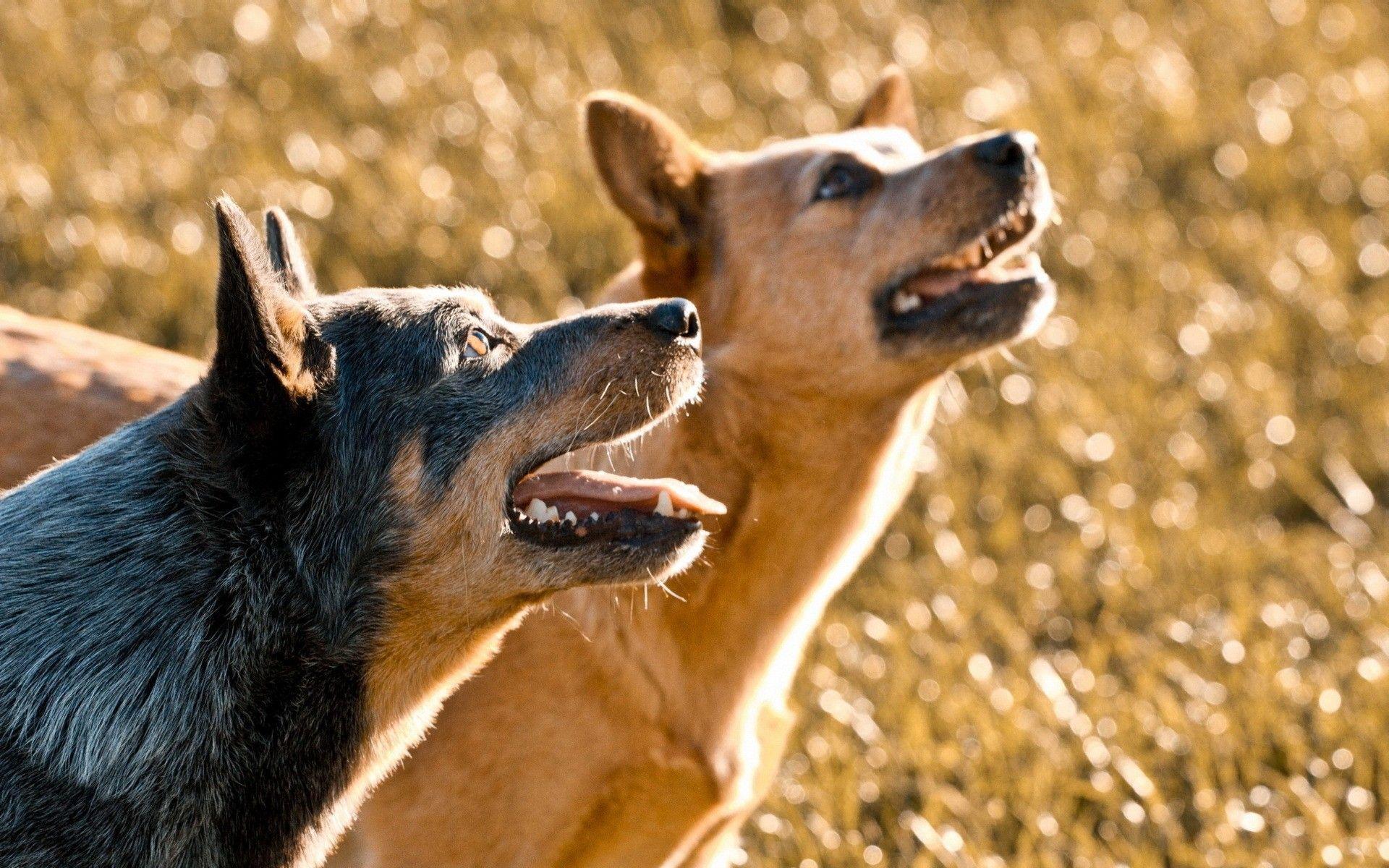 Cute Cattle Dog Wallpapers - Top Free Cute Cattle Dog Backgrounds ...
