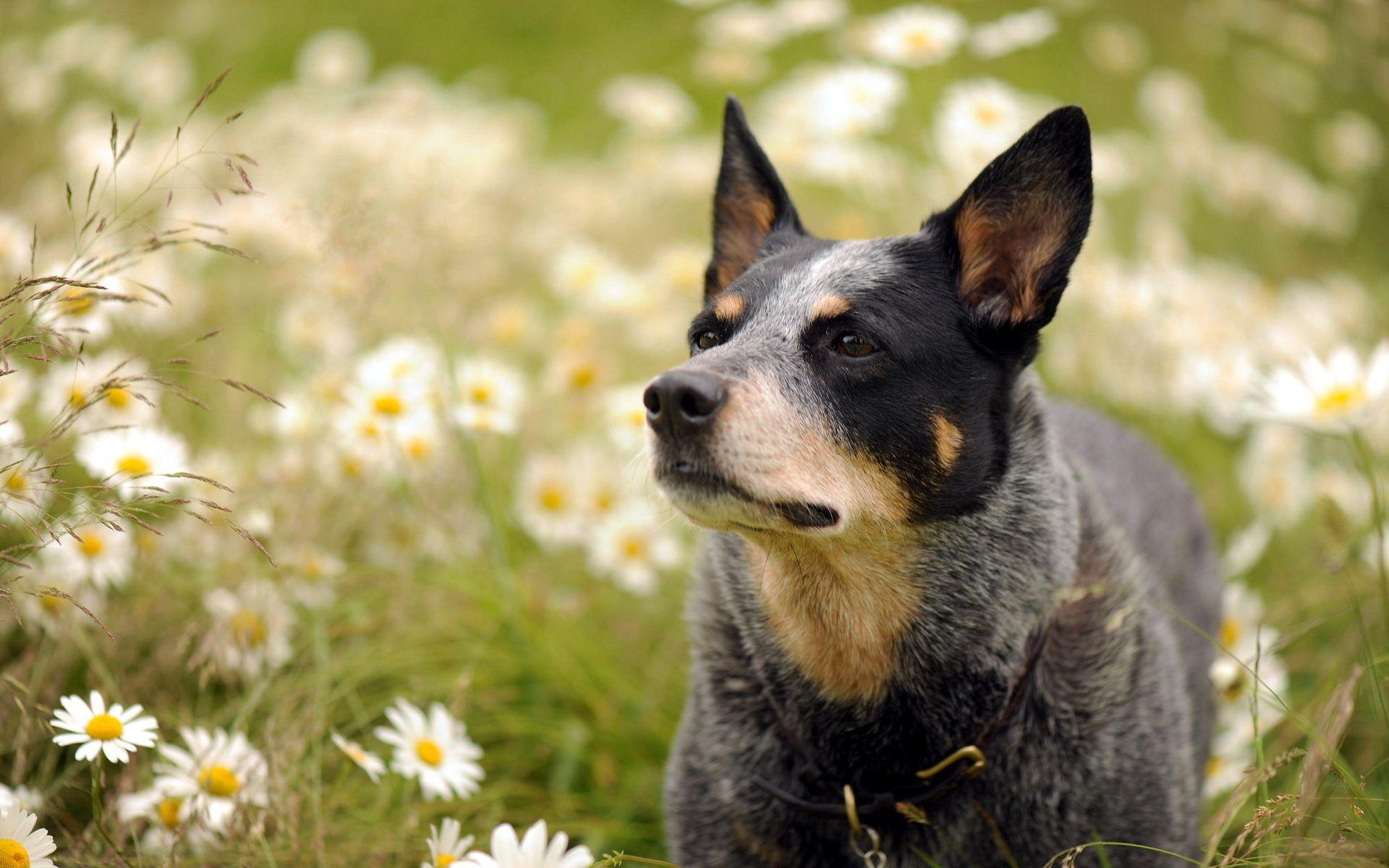 Cute Cattle Dog Wallpapers - Top Free Cute Cattle Dog Backgrounds ...
