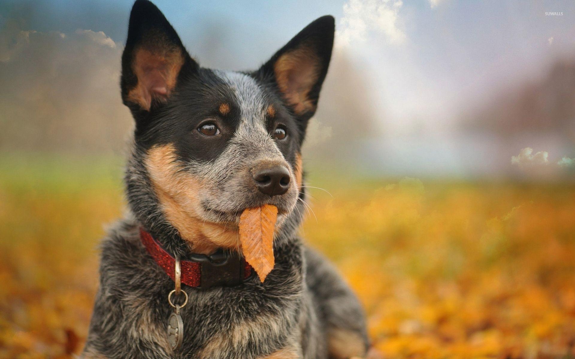 Cute Cattle Dog Wallpapers - Top Free Cute Cattle Dog Backgrounds ...