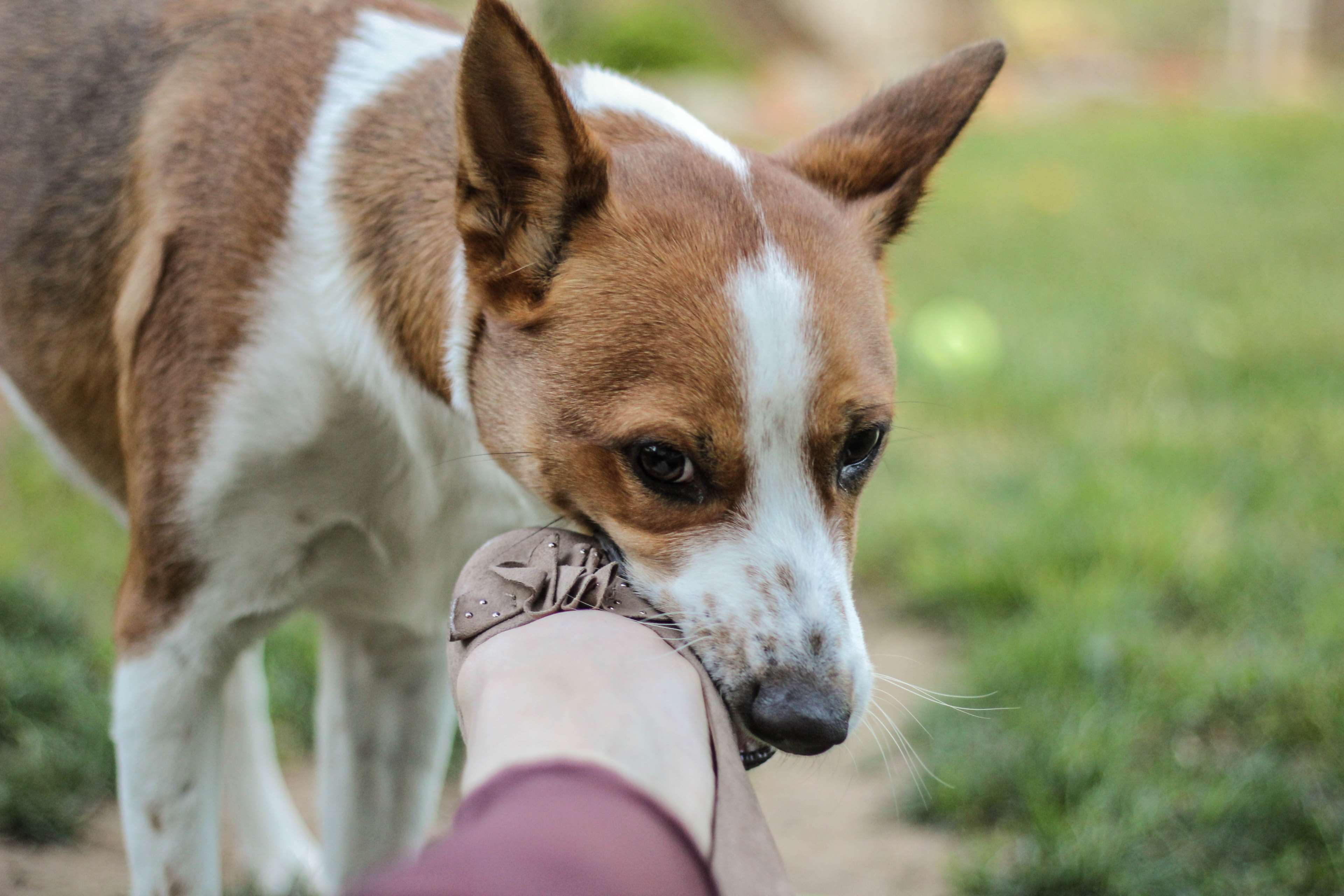Cute Cattle Dog Wallpapers - Top Free Cute Cattle Dog Backgrounds ...