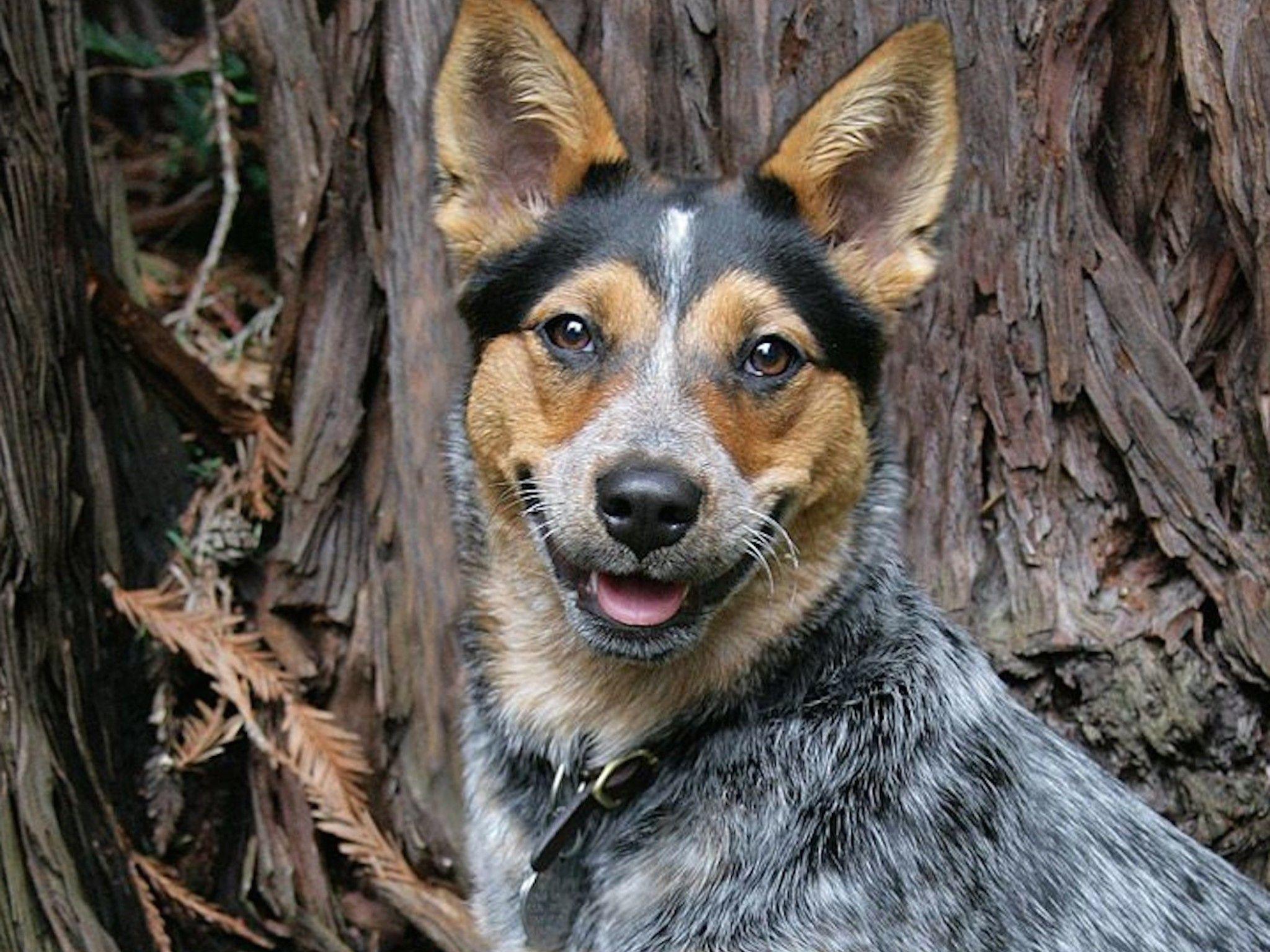 Cute Cattle Dog Wallpapers - Top Free Cute Cattle Dog Backgrounds ...