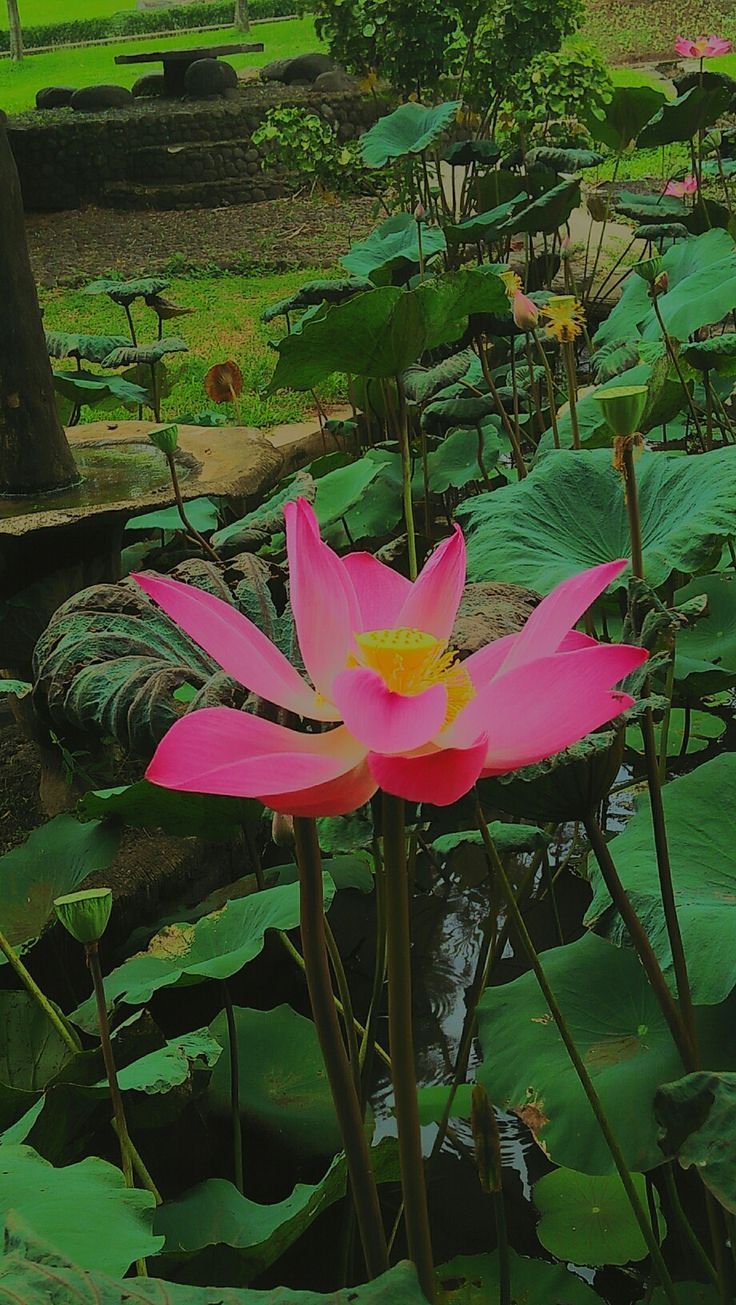 Teratai Wallpapers - Top Free Teratai Backgrounds - WallpaperAccess