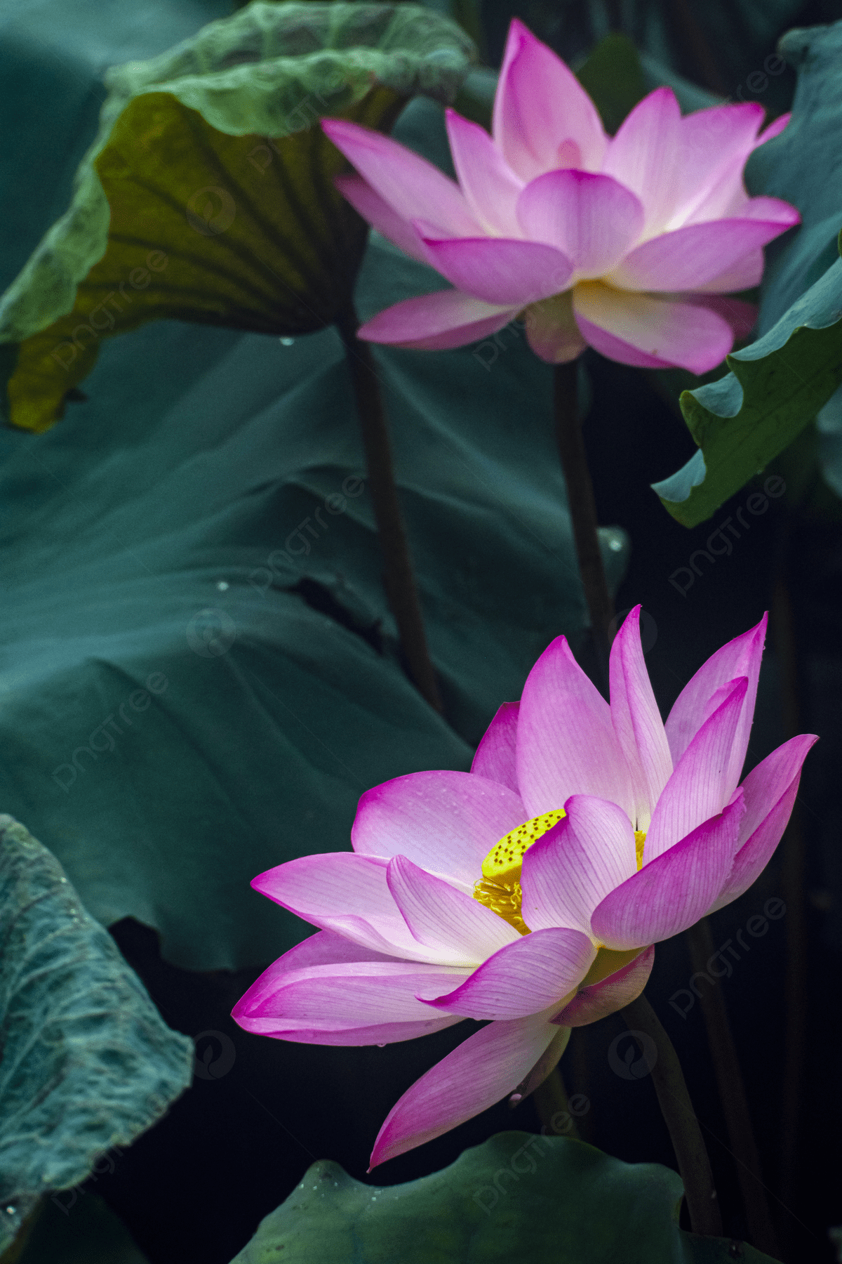 Teratai Wallpapers - Top Free Teratai Backgrounds - WallpaperAccess