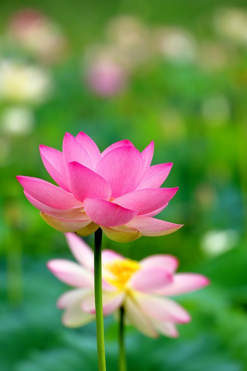 Teratai Wallpapers - Top Free Teratai Backgrounds - WallpaperAccess