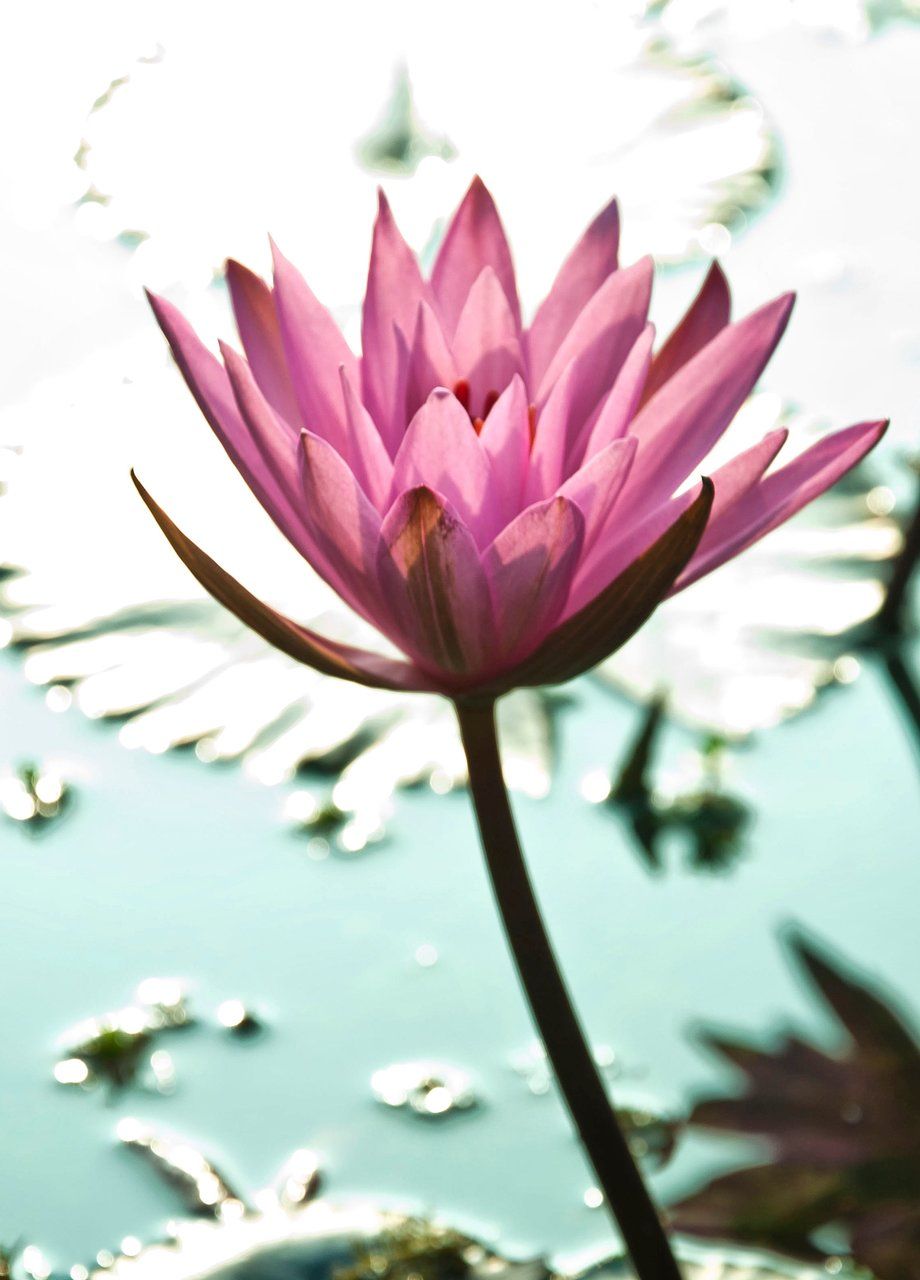 Teratai Wallpapers - Top Free Teratai Backgrounds - WallpaperAccess