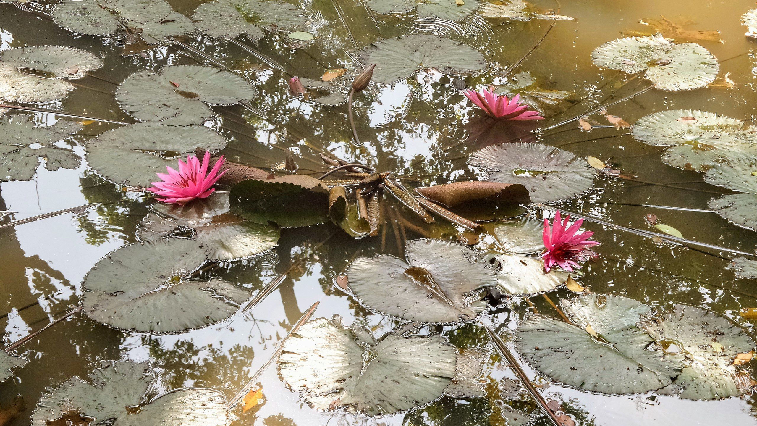 Teratai Wallpapers - Top Free Teratai Backgrounds - WallpaperAccess