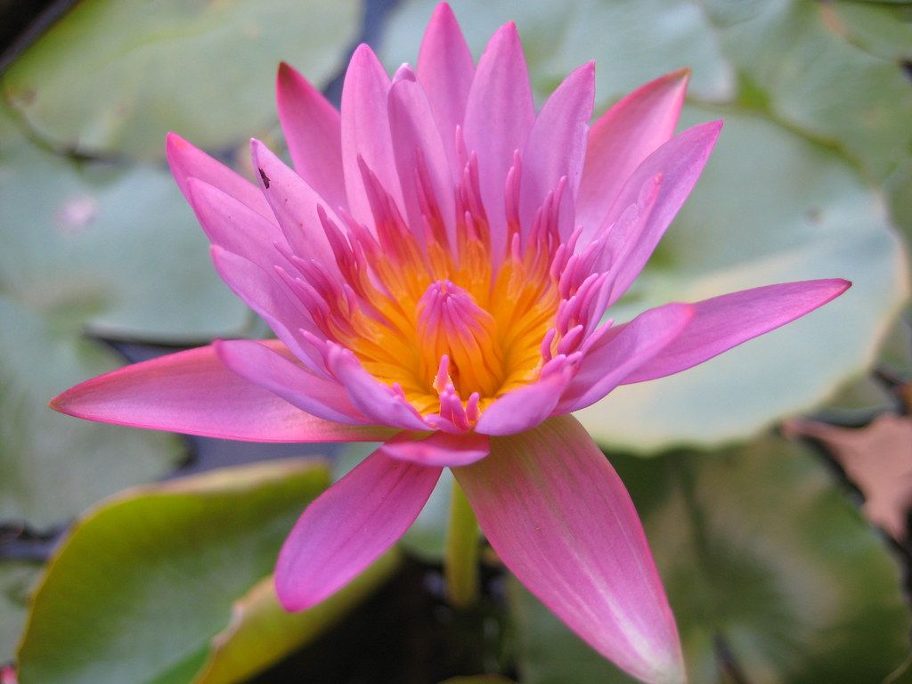 Teratai Wallpapers - Top Free Teratai Backgrounds - WallpaperAccess