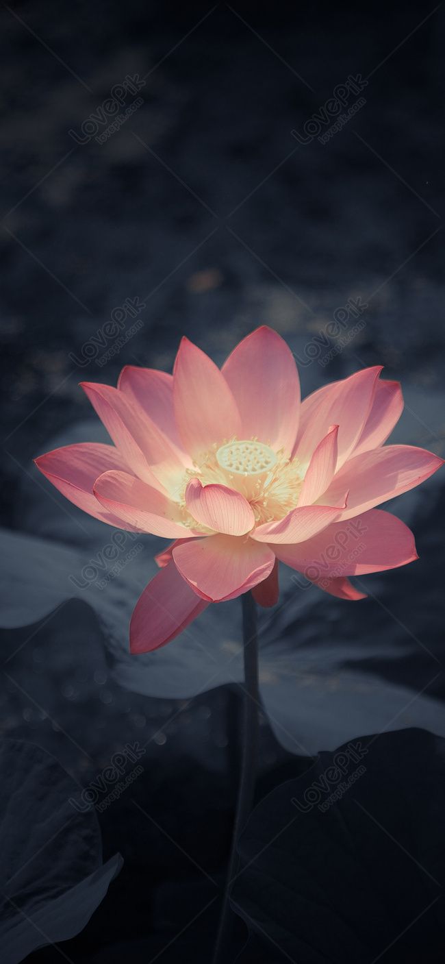 Teratai Wallpapers - Top Free Teratai Backgrounds - WallpaperAccess