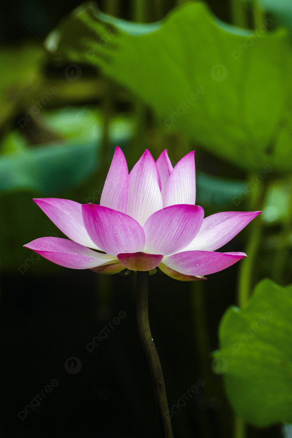 Teratai Wallpapers - Top Free Teratai Backgrounds - WallpaperAccess