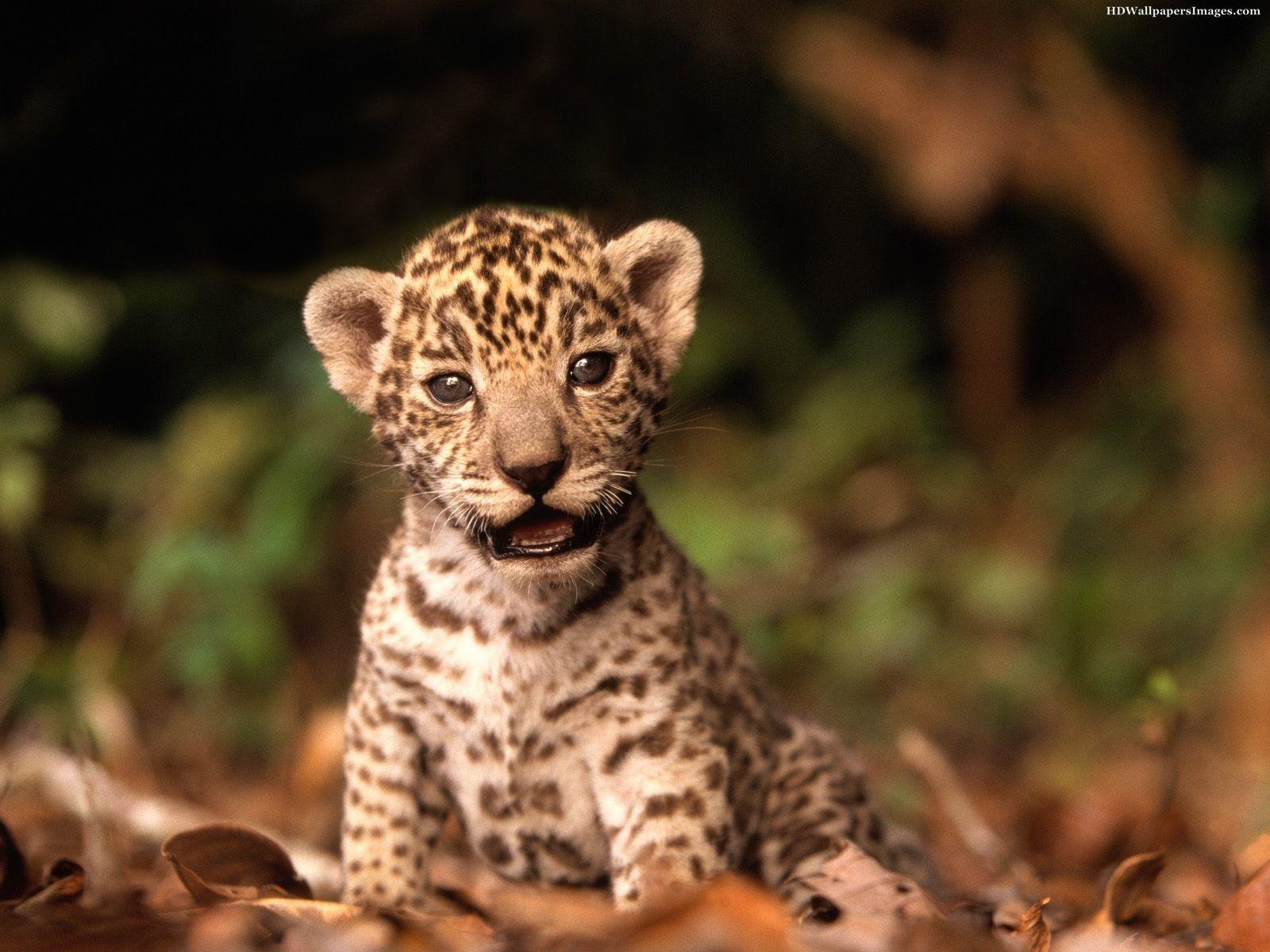 Cute Jaguar Wallpapers - Top Free Cute Jaguar Backgrounds - WallpaperAccess