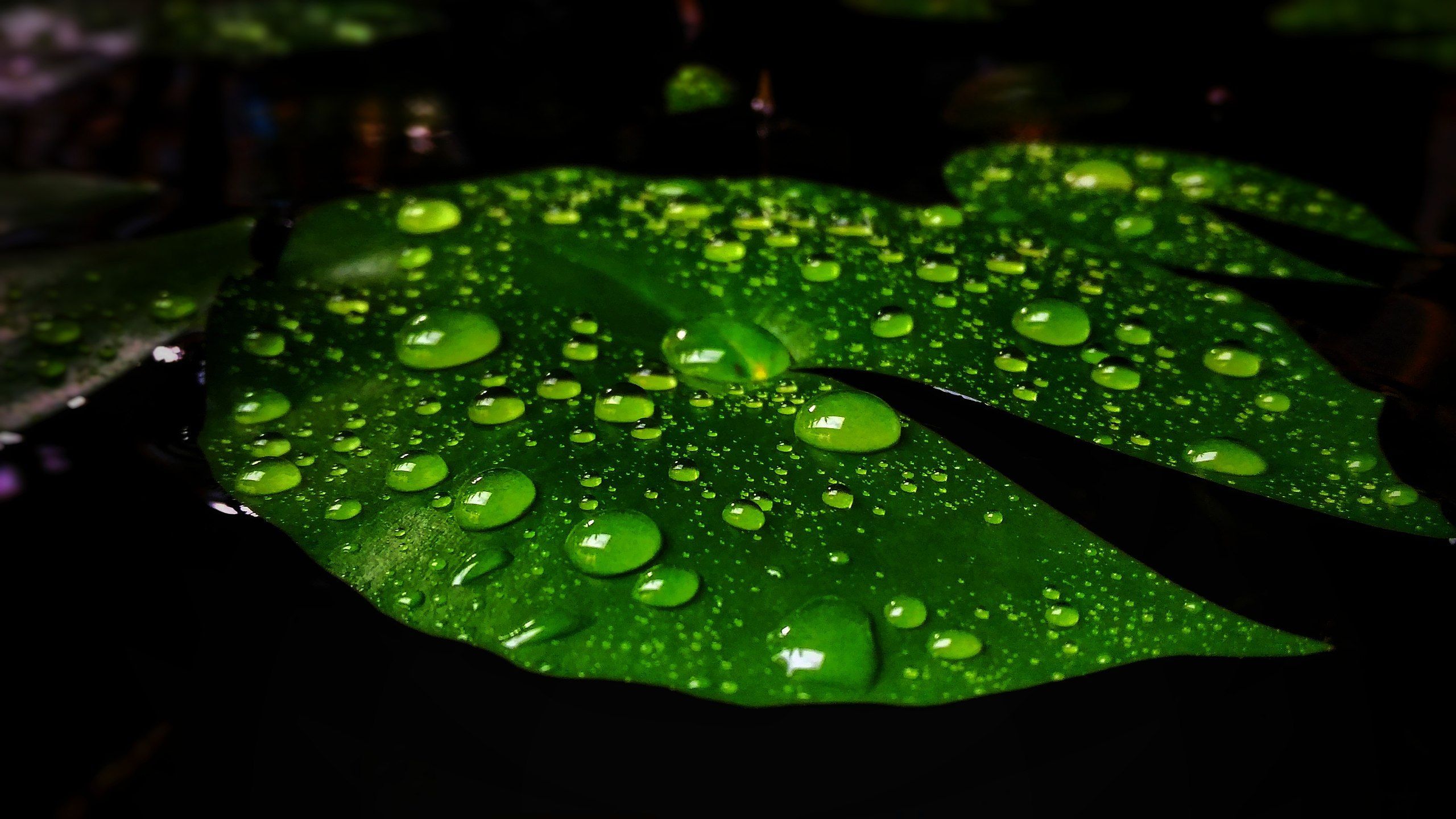 Teratai Wallpapers - Top Free Teratai Backgrounds - WallpaperAccess