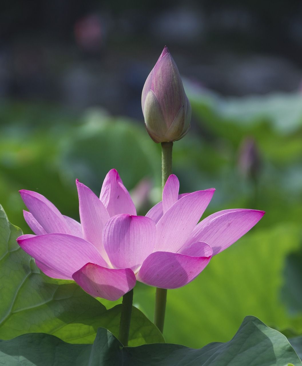 Teratai Wallpapers - Top Free Teratai Backgrounds - WallpaperAccess