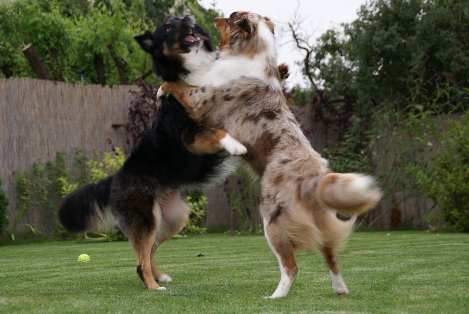 Cute Cattle Dog Wallpapers - Top Free Cute Cattle Dog Backgrounds ...