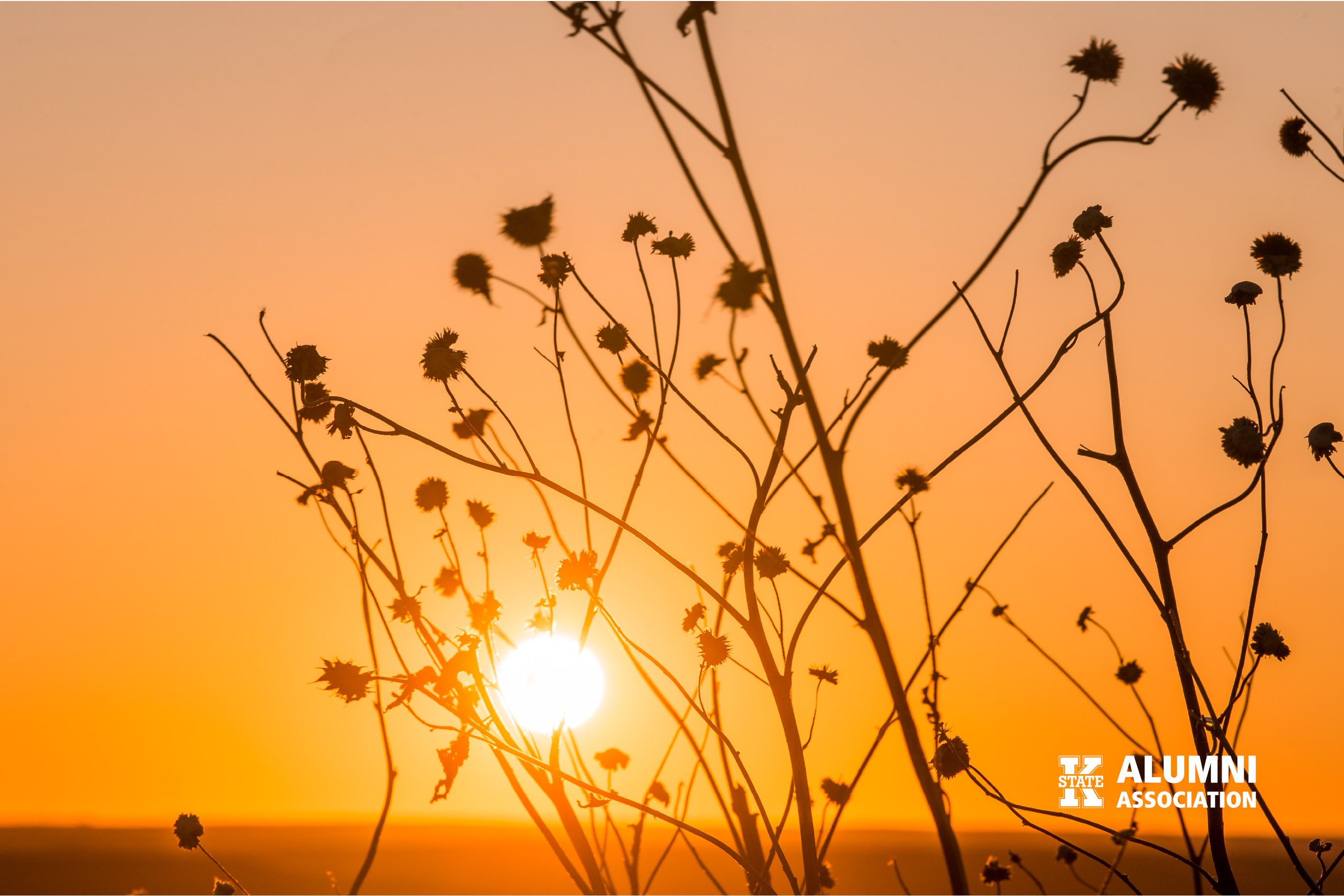 Alumni Wallpapers - Top Free Alumni Backgrounds - WallpaperAccess