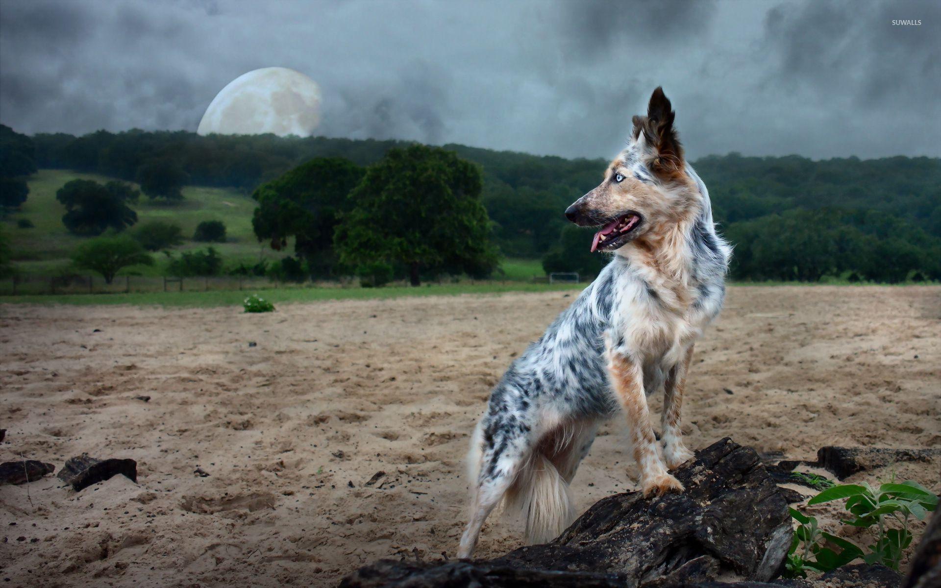 Cute Cattle Dog Wallpapers - Top Free Cute Cattle Dog Backgrounds ...