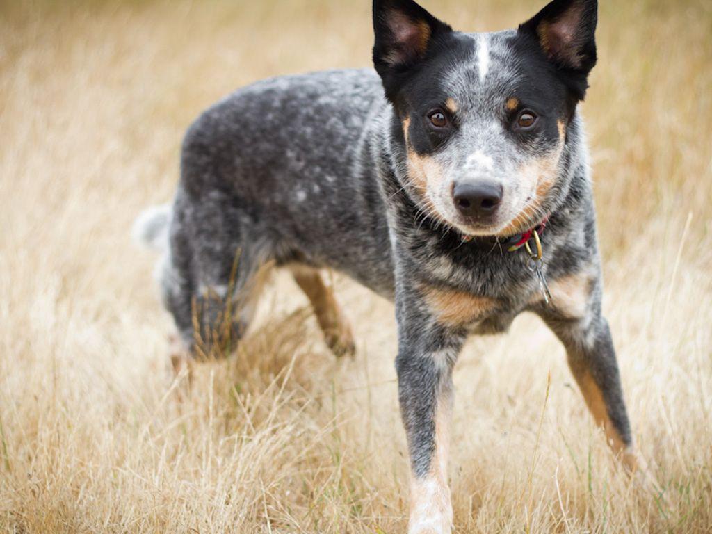 Cute Cattle Dog Wallpapers - Top Free Cute Cattle Dog Backgrounds ...
