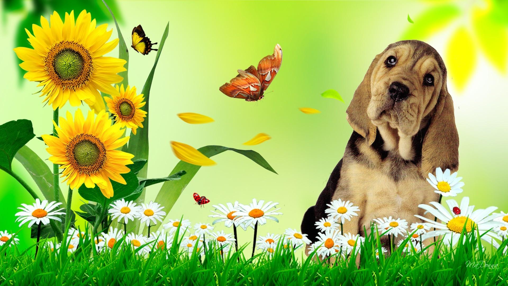 Cute Dog Summer Wallpapers - Top Free Cute Dog Summer Backgrounds ...