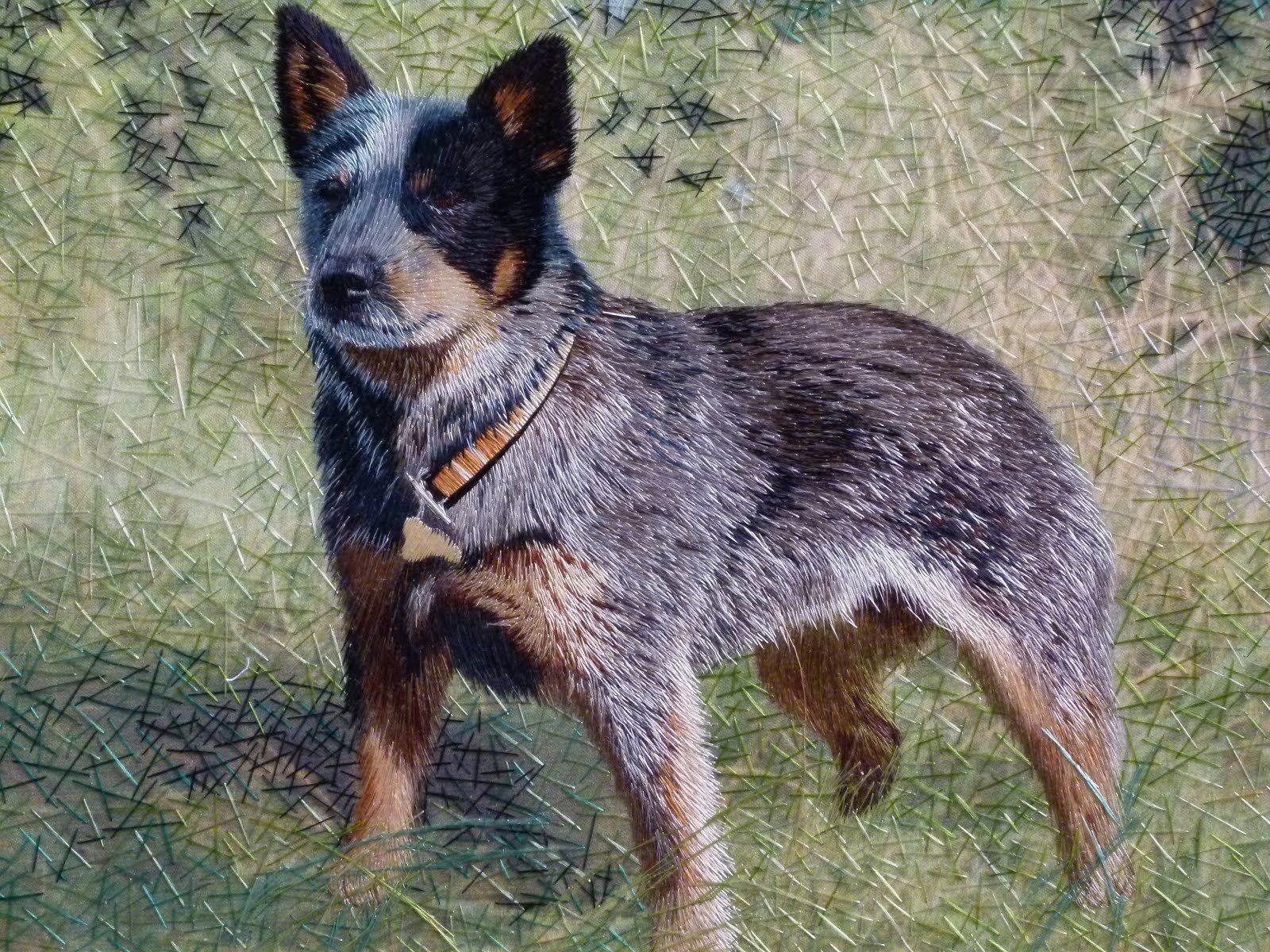 Cute Cattle Dog Wallpapers - Top Free Cute Cattle Dog Backgrounds ...