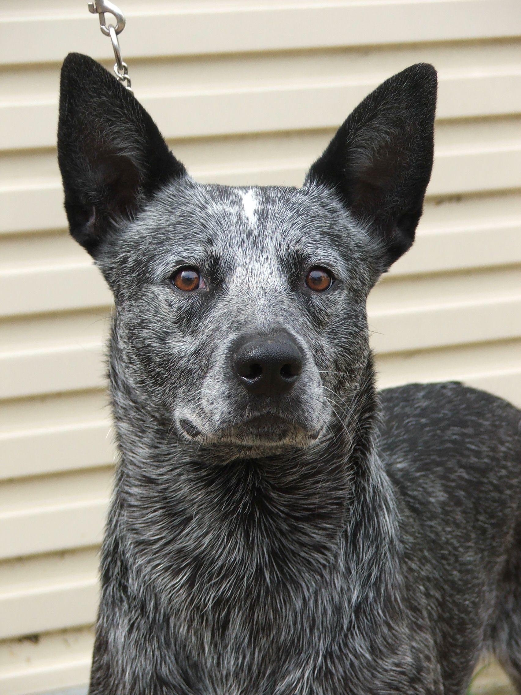 Cute Cattle Dog Wallpapers - Top Free Cute Cattle Dog Backgrounds ...