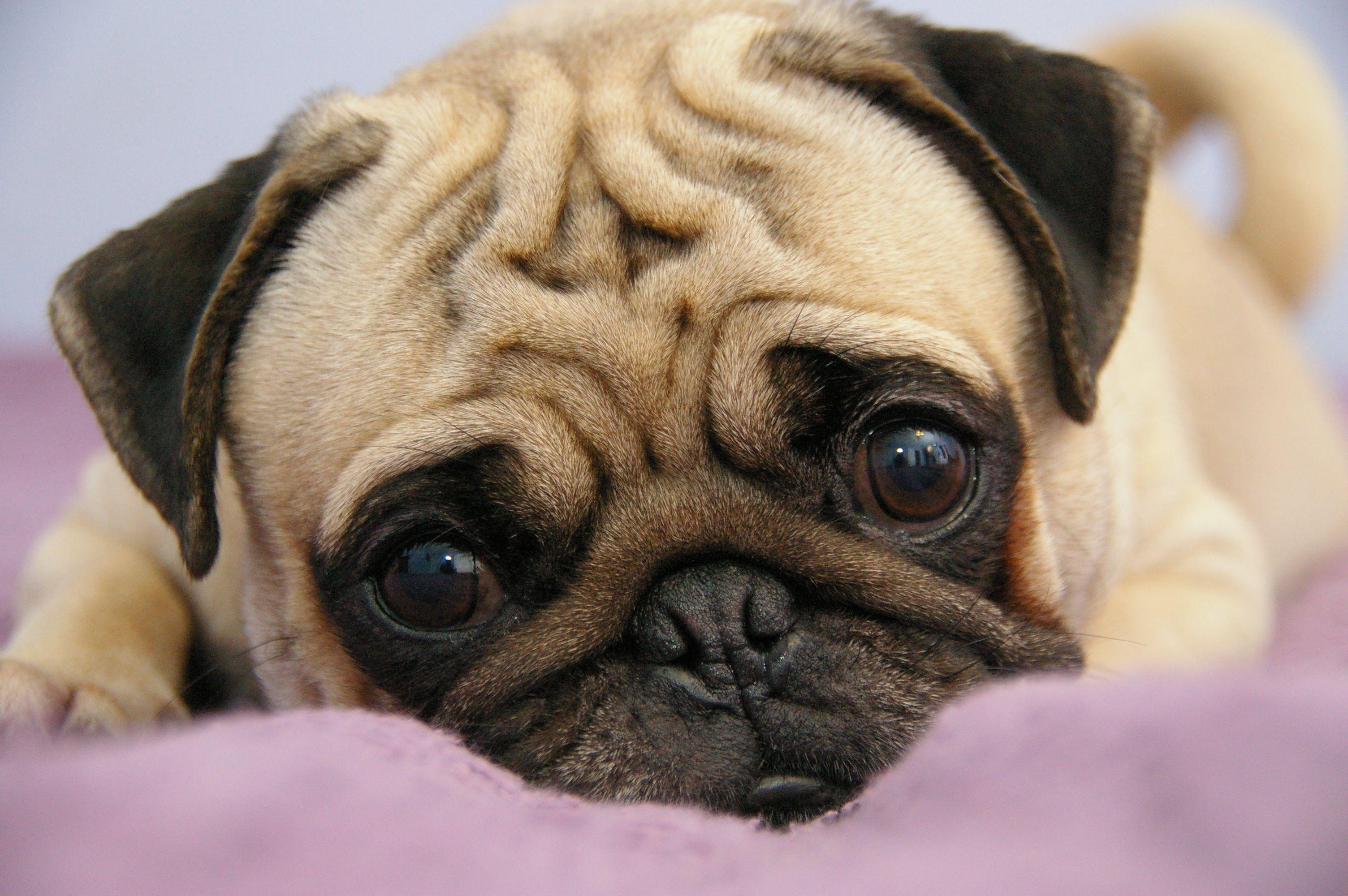 Cute Pug Wallpapers - Top Free Cute Pug Backgrounds - WallpaperAccess